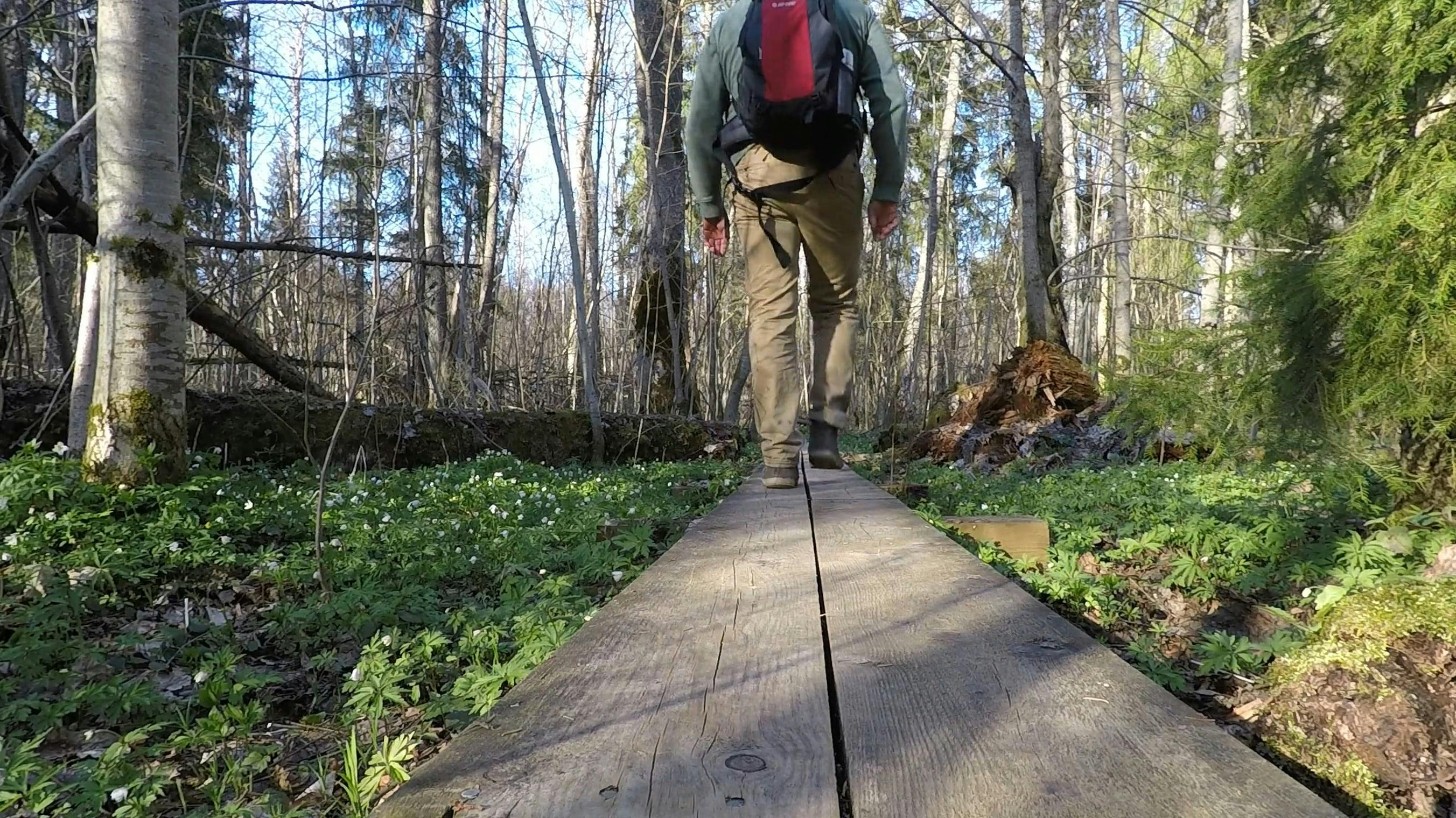 Hiker on the Woods · Free Stock Video
