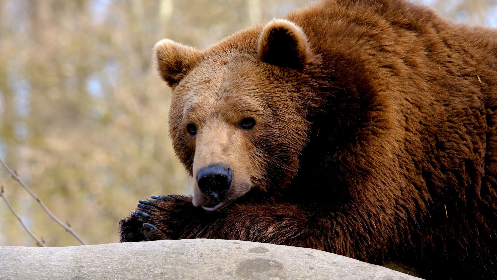 Big Bubs Videos, Download The BEST Free 4k Stock Video Footage & Big ...