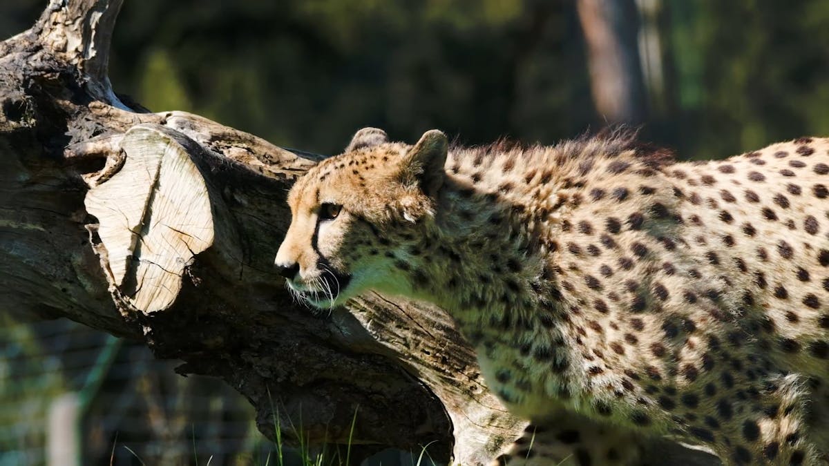 Cheetah Videos, Download The BEST Free 4k Stock Video Footage & Cheetah ...