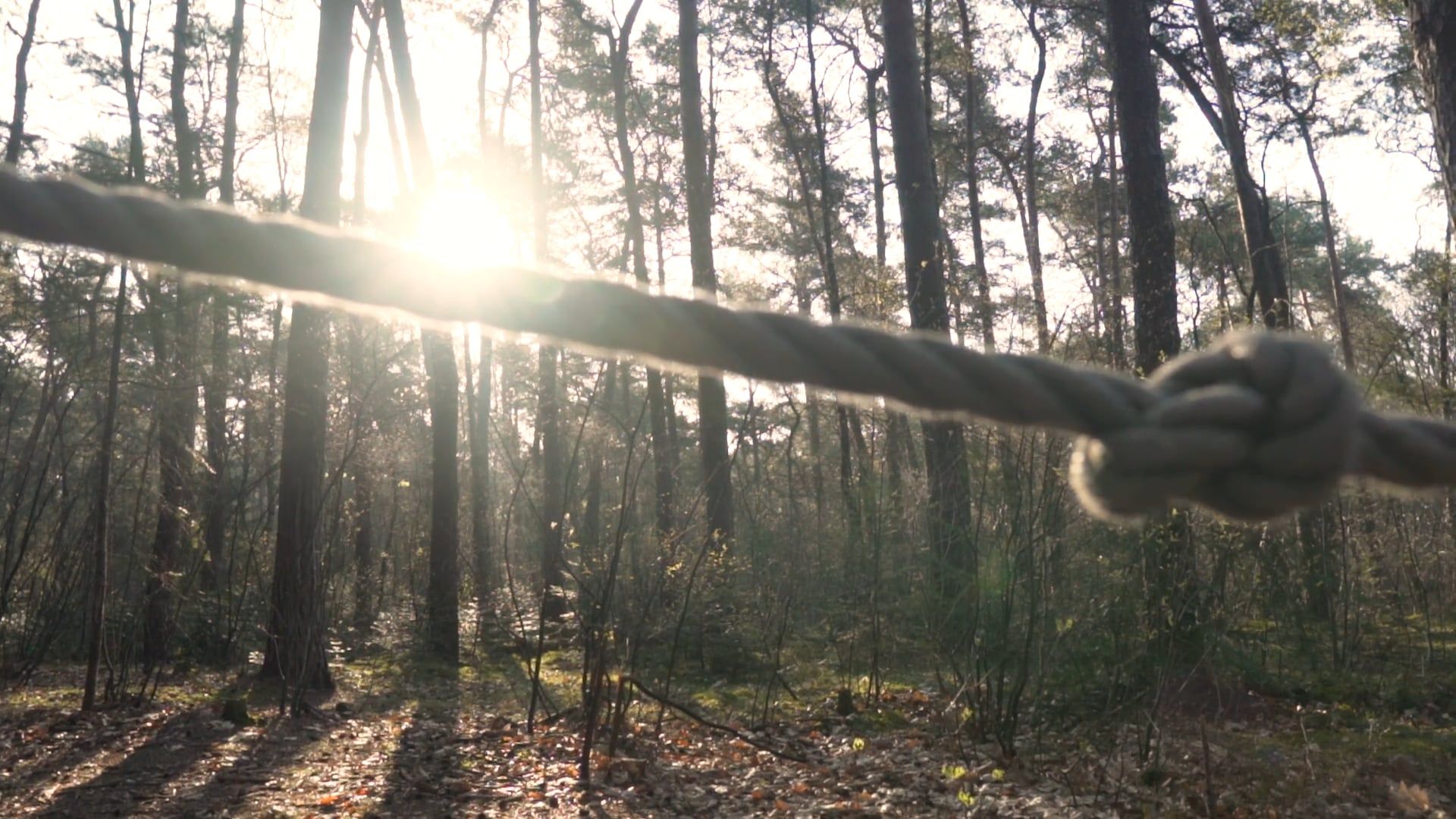 Rope in Forest Free Stock Video Footage, Royalty-Free 4K & HD Video Clip