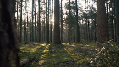 Early Morning Forest Live Wallpaper Videos, Download The BEST Free 4k ...