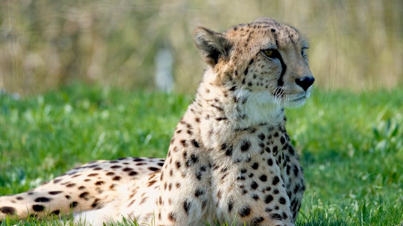 Cheetah Videos, Download The BEST Free 4k Stock Video Footage & Cheetah ...
