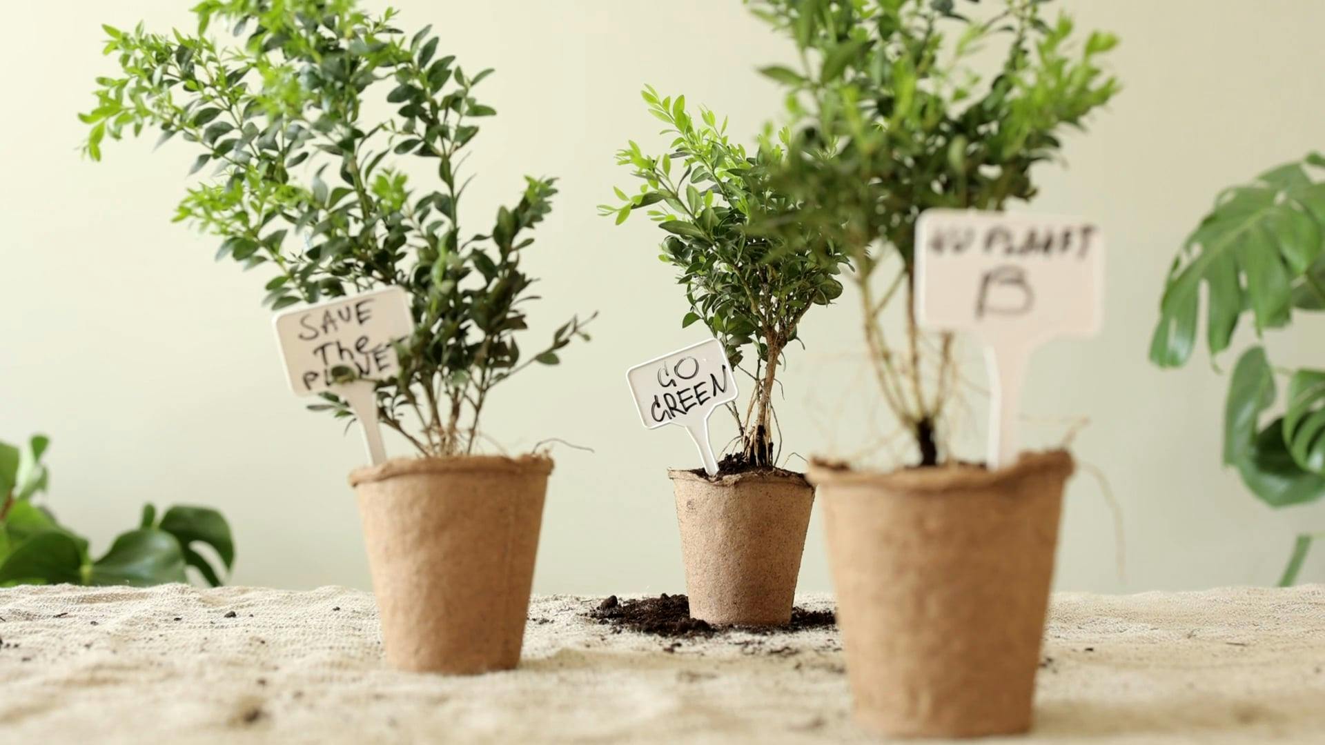 Save The Trees Videos, Download The BEST Free 4k Stock Video Footage ...