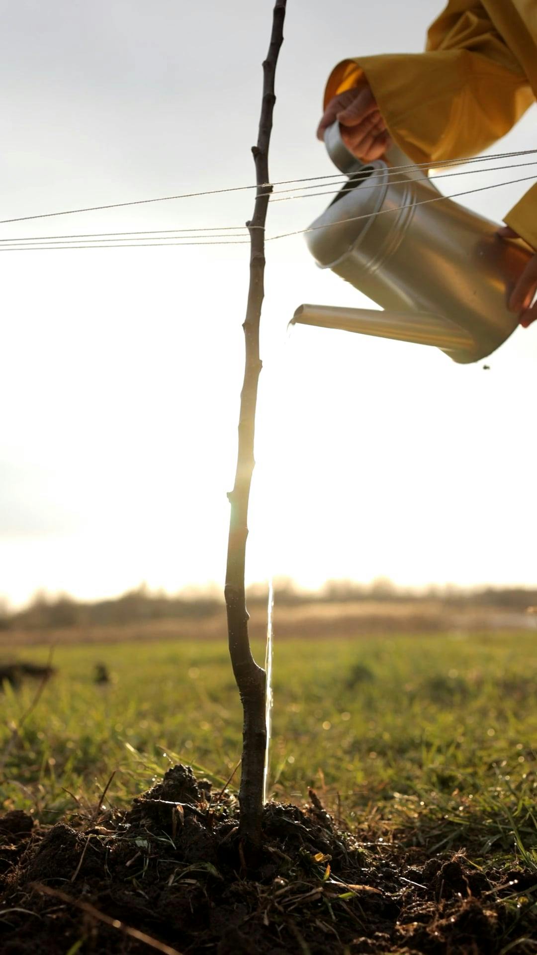 Planting A Tree Videos, Download The BEST Free 4k Stock Video Footage ...