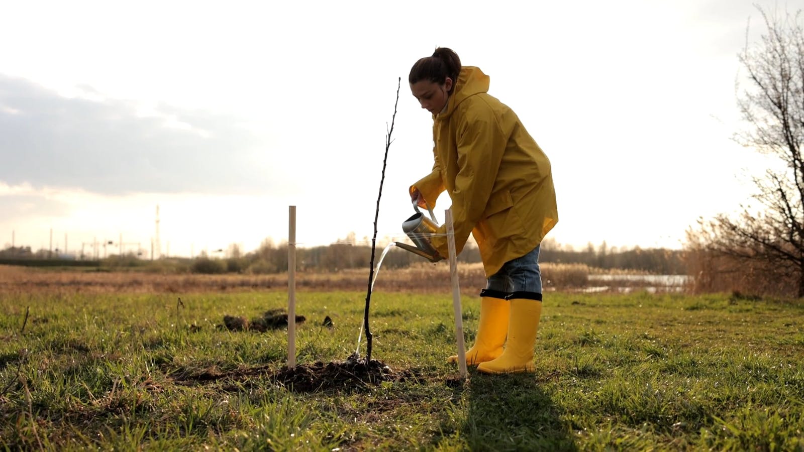 Tree Planting Videos, Download The BEST Free 4k Stock Video Footage ...