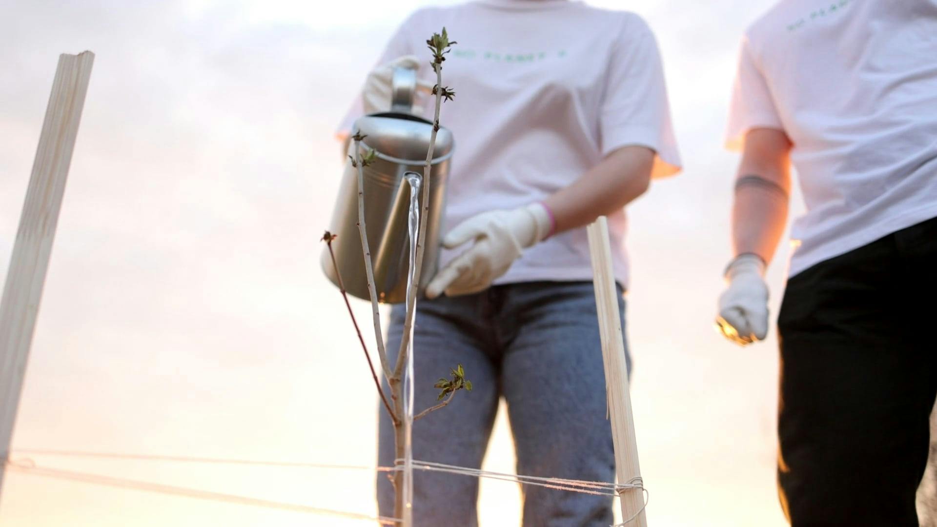 Two Person Watering Plants Free Stock Video Footage, Royalty-Free 4K ...