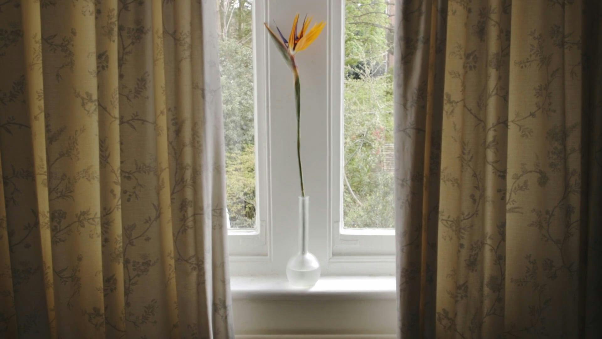 Push in Shot of a Flower Vase on a Windowsill Free Stock Video Footage ...