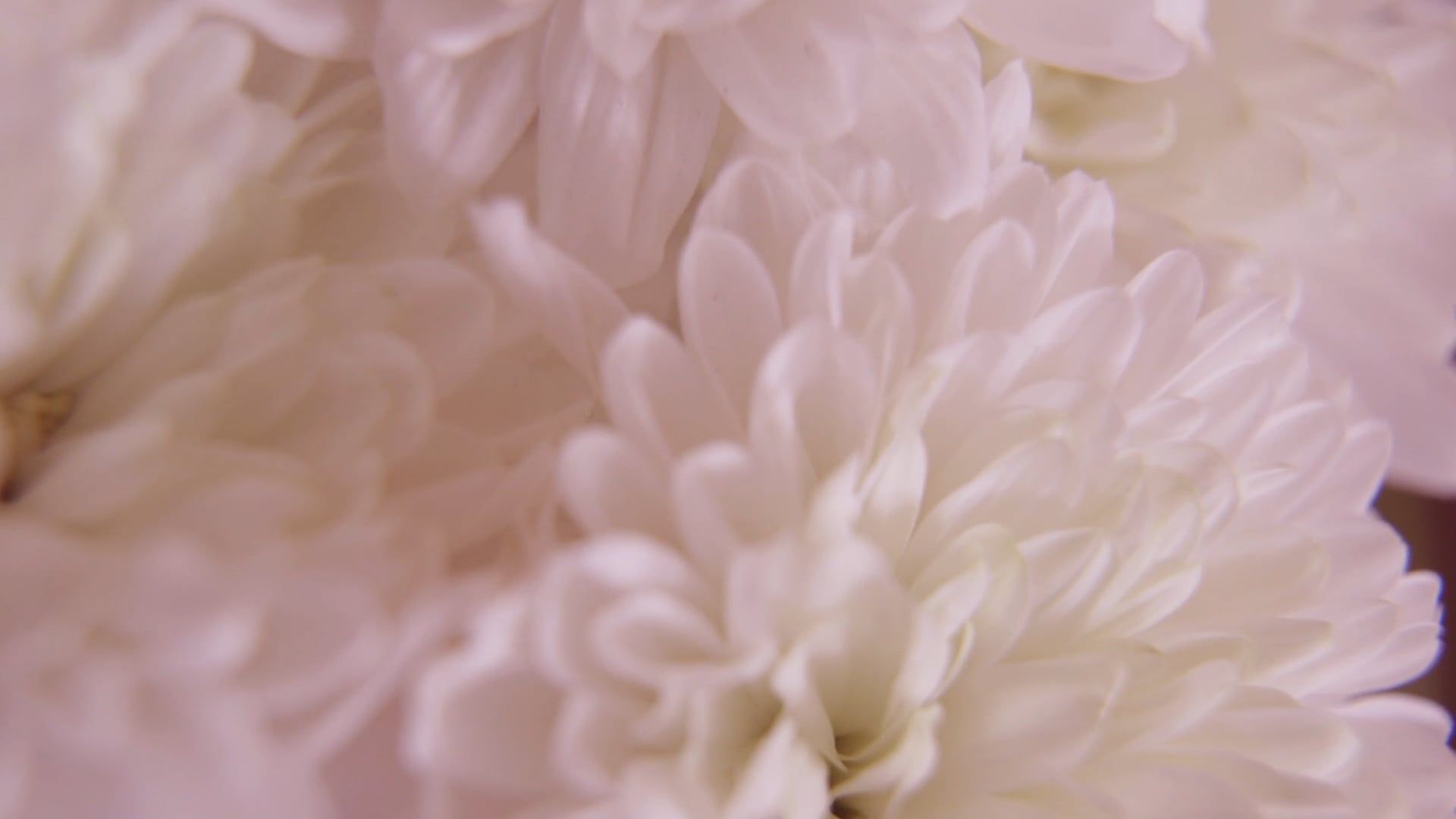 Vidéo gratuite de belle fleur, blanc, brillant