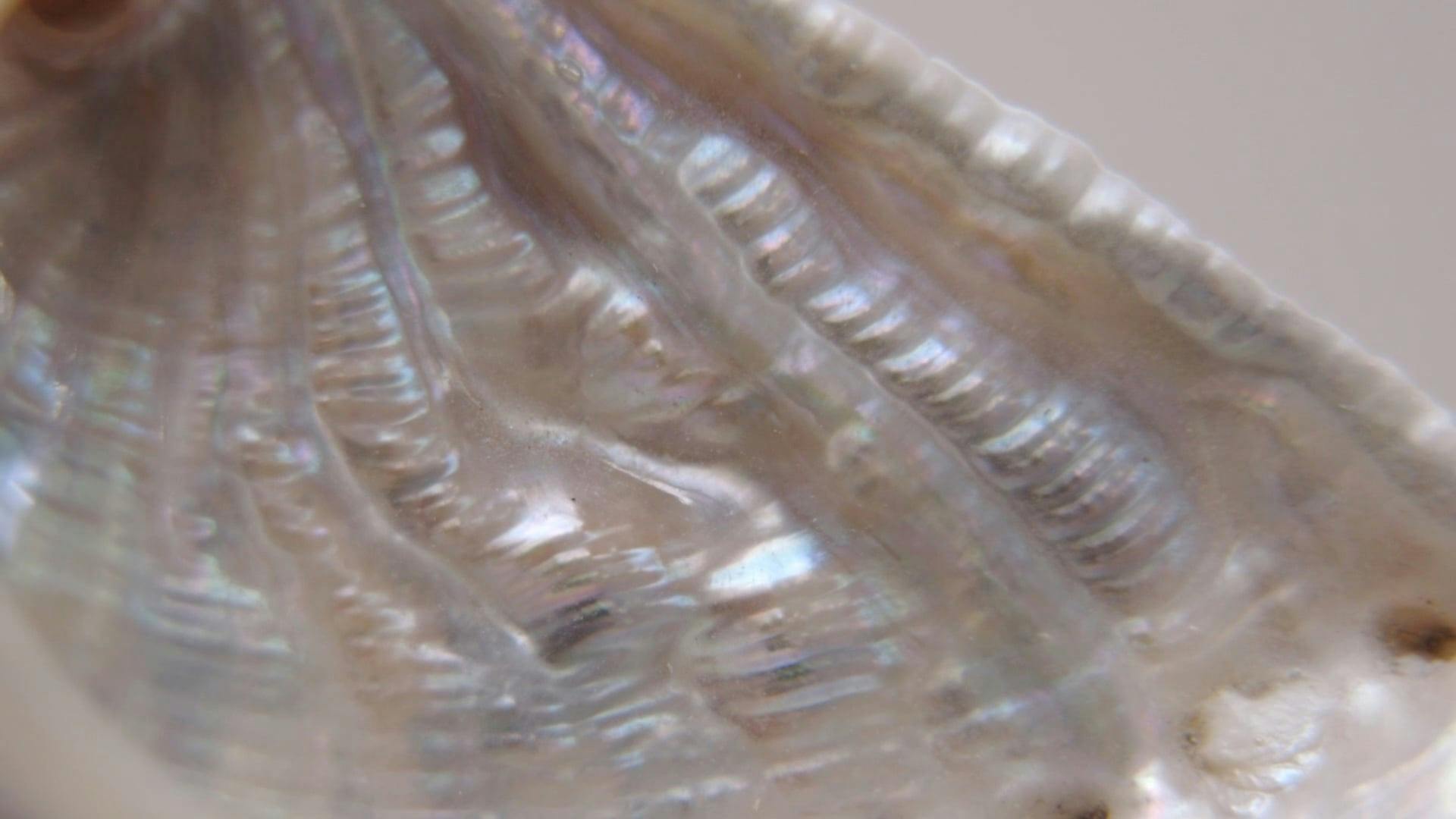 Close-up of a Shell Free Stock Video Footage, Royalty-Free 4K & HD ...