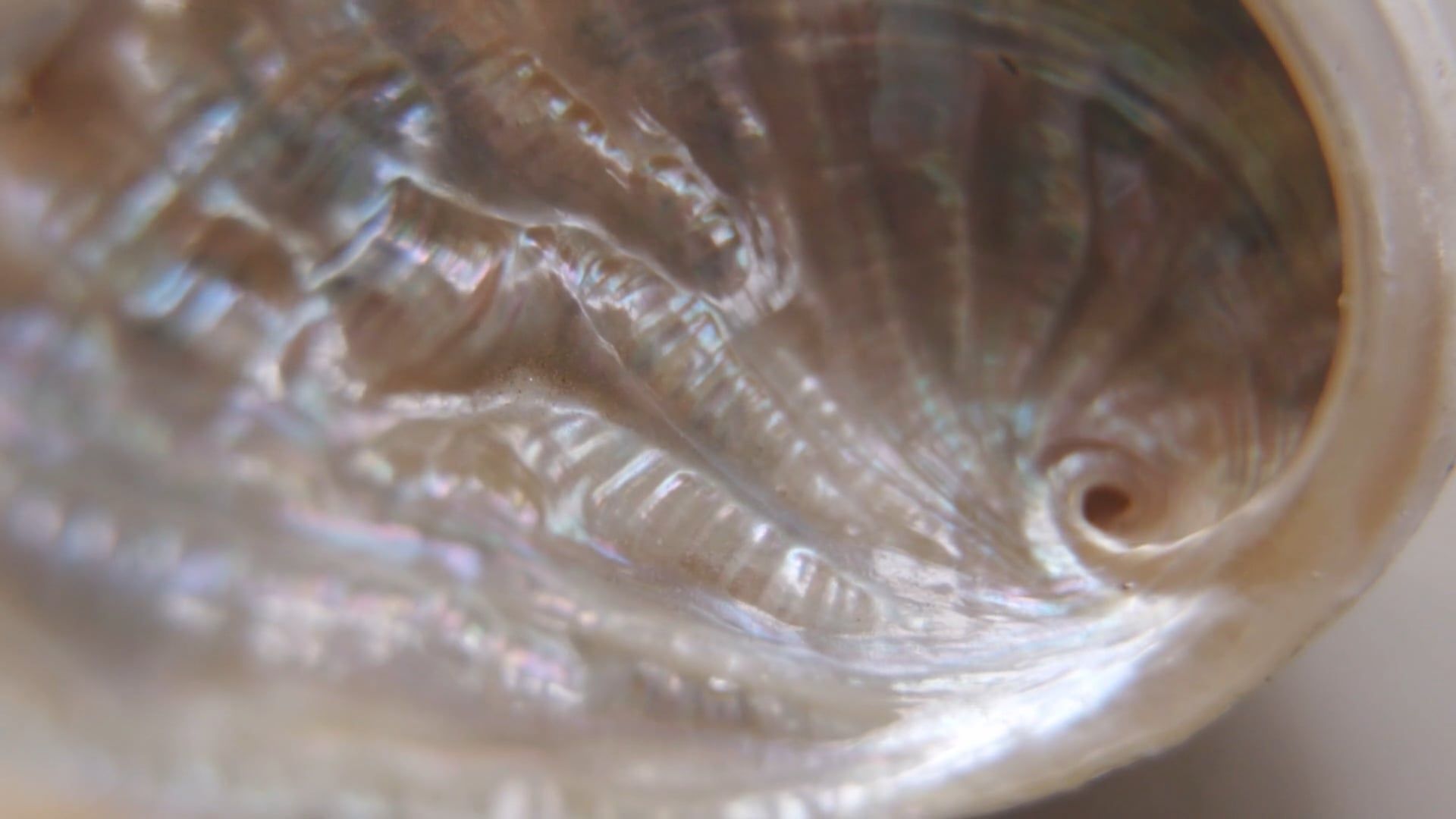 Glossy Inside Of An Empty Shell Free Stock Video Footage, Royalty-Free ...