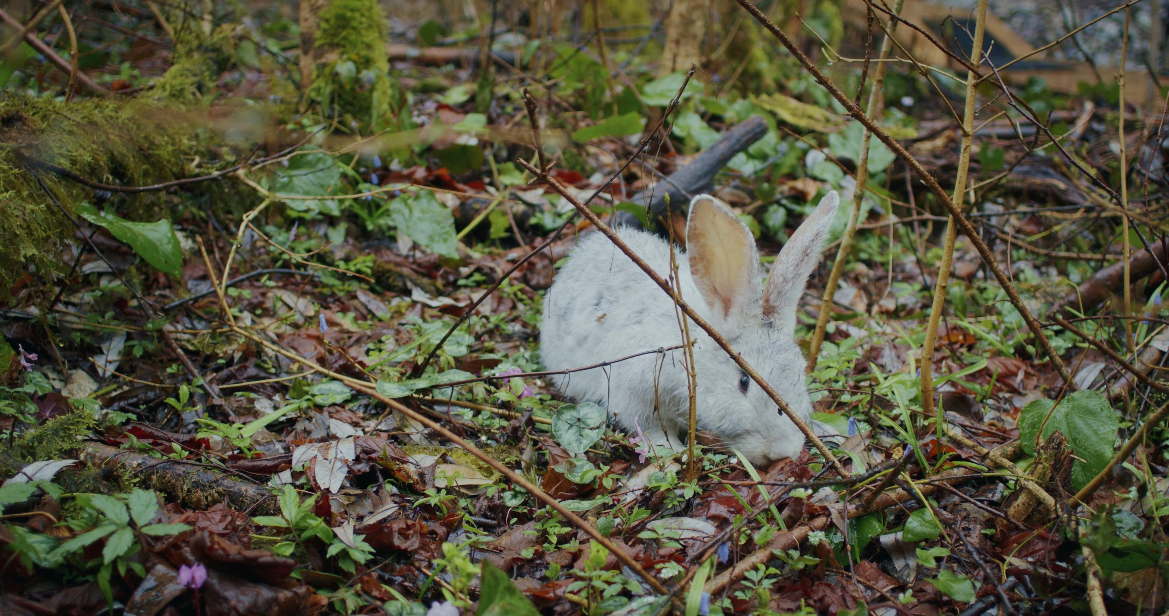 A Rabbit Foraging on the Forest Floor Free Stock Video Footage, Royalty ...