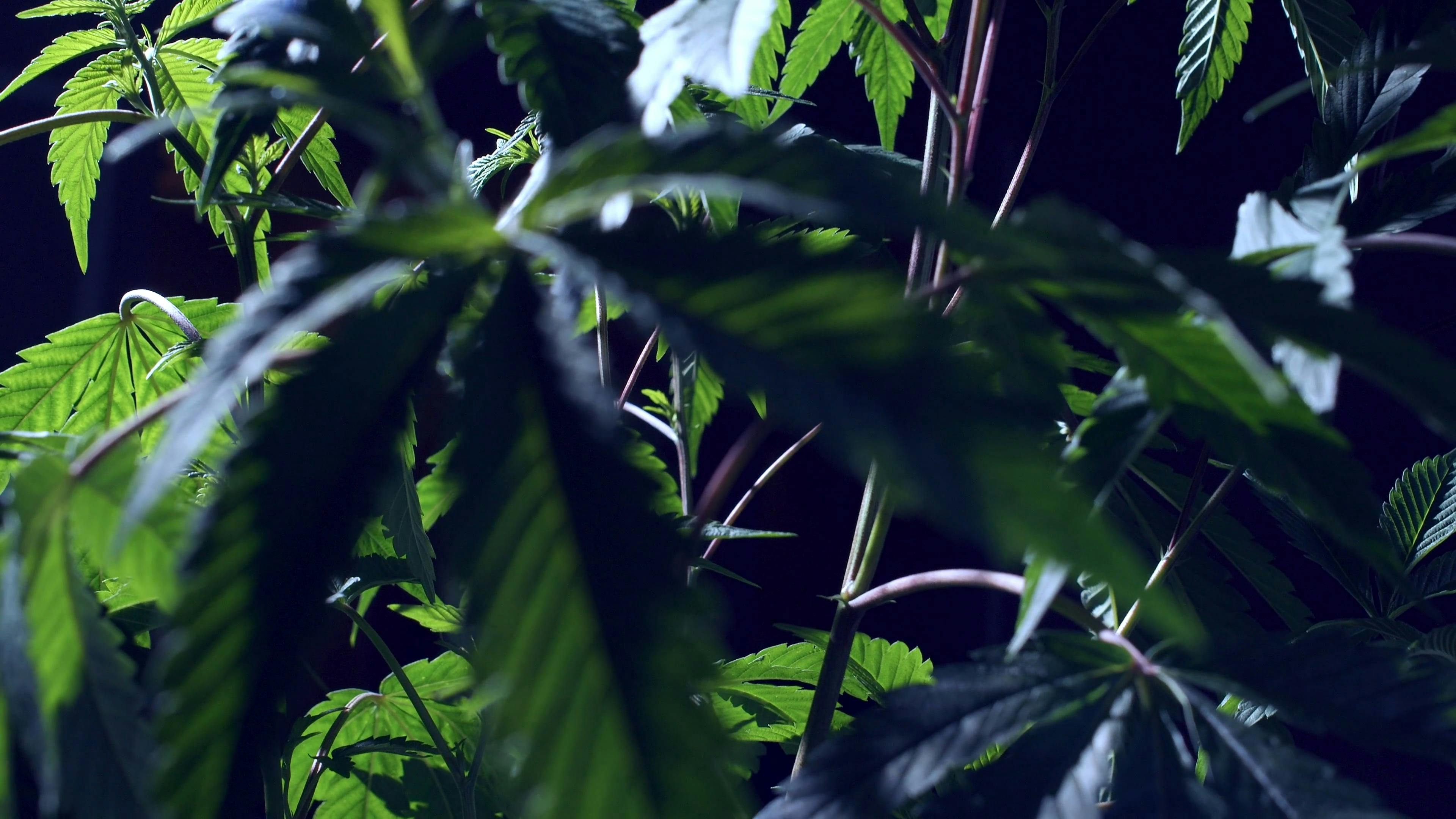 Culturing A Marijuana Tree · Free Stock Video