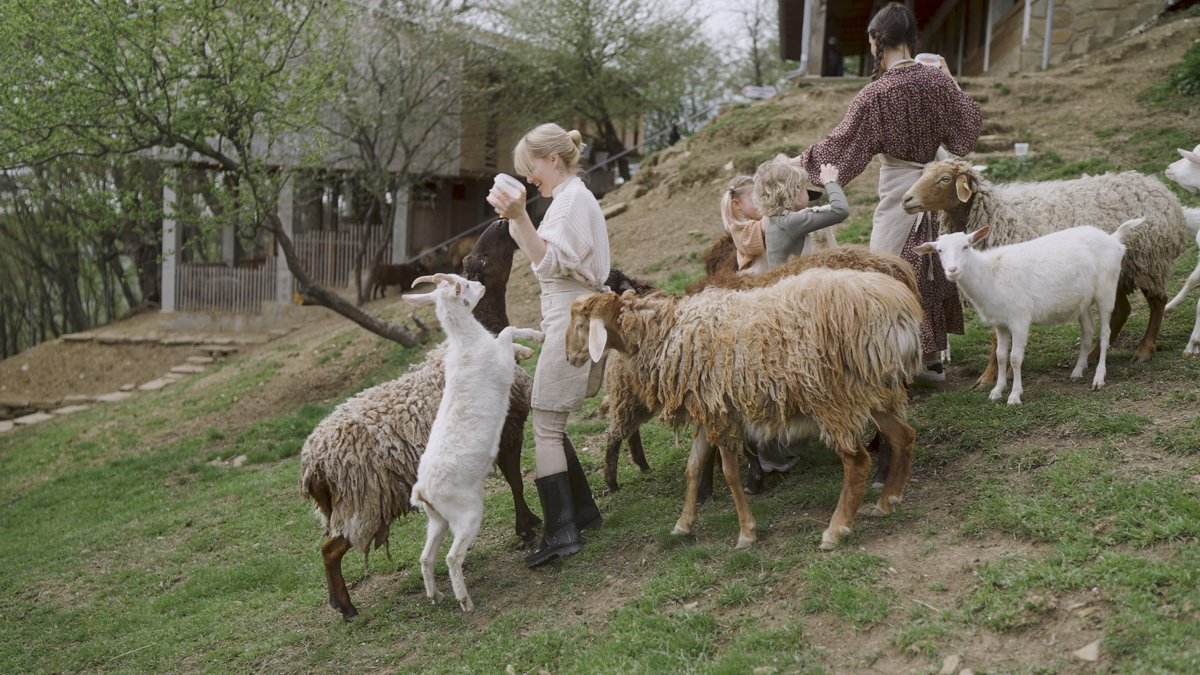 People Playing and Feeding Farm Animals Free Stock Video Footage ...