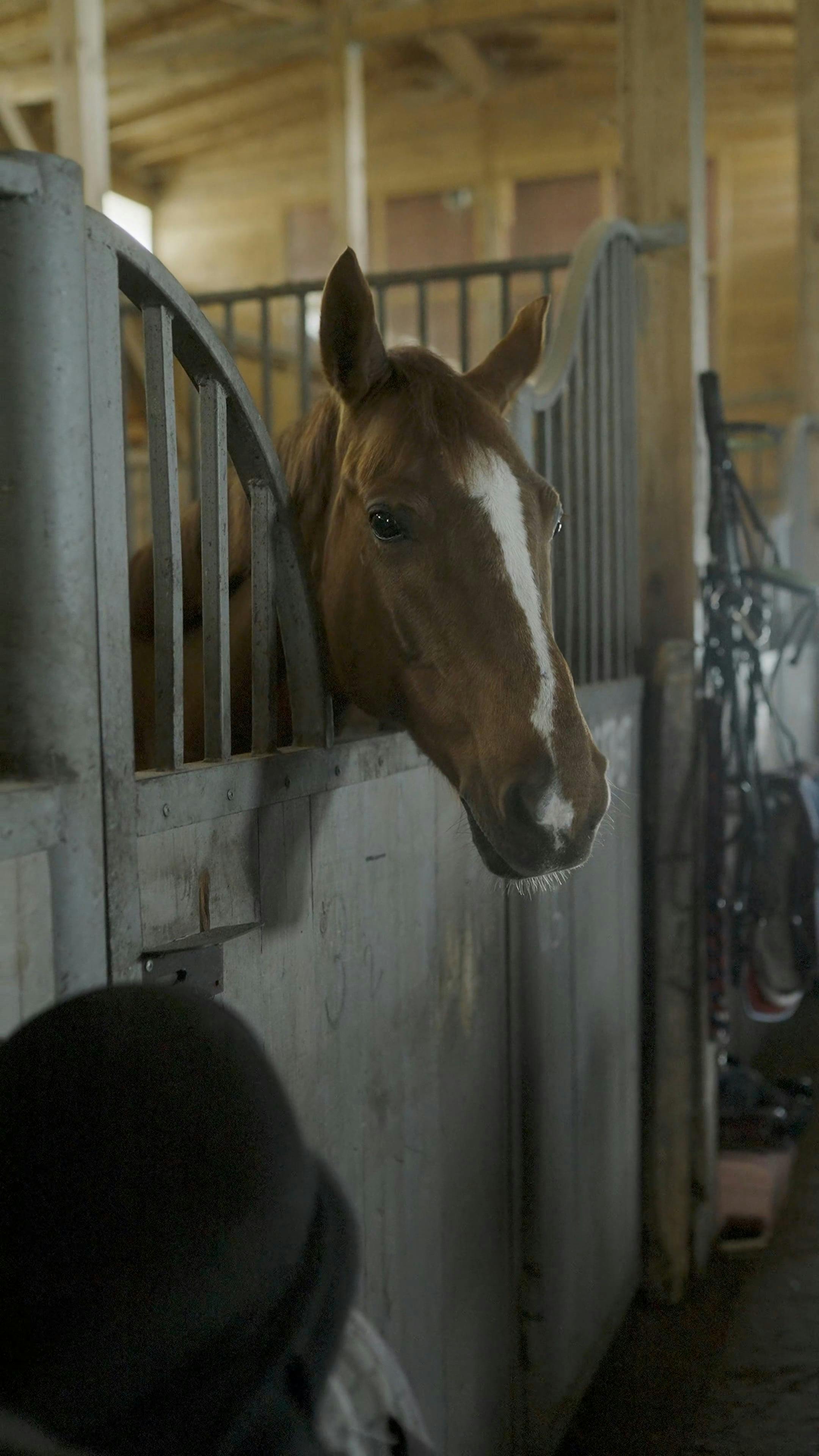 Horse in the Stable · Free Stock Video