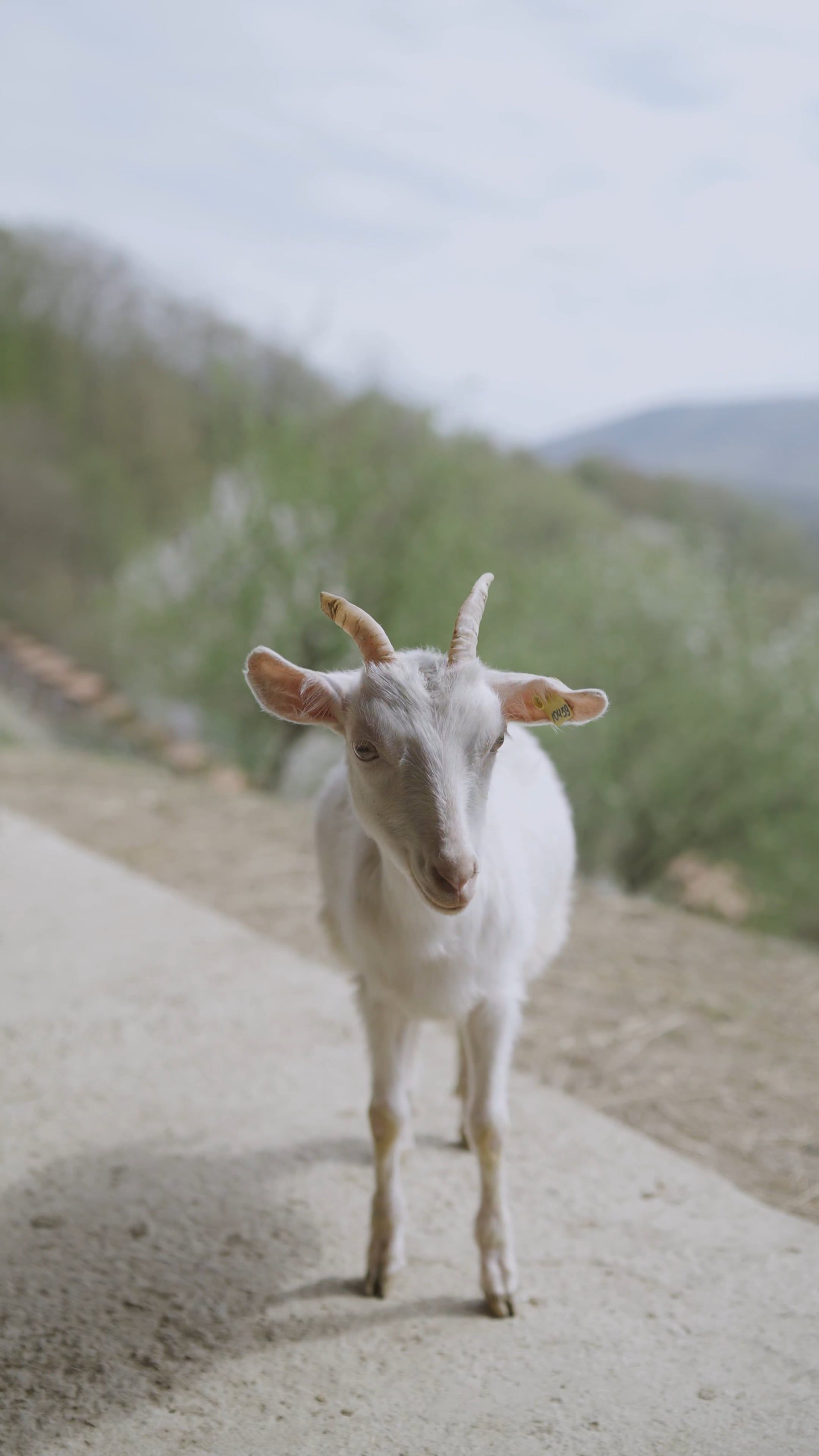 A White Goat with Horn · Free Stock Video