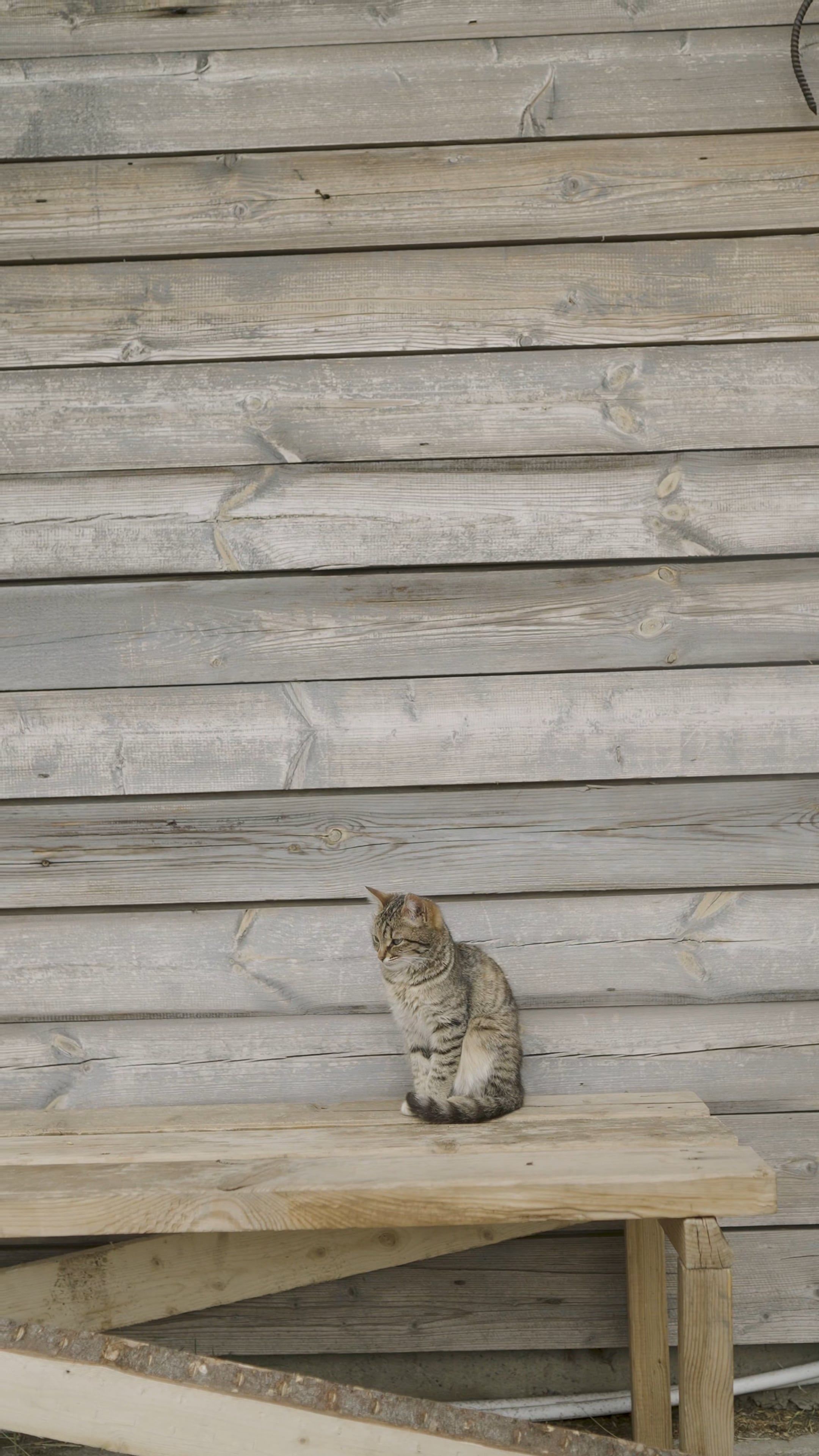 Shadow of a Cat Free Stock Video Footage, Royalty-Free 4K & HD Video Clip