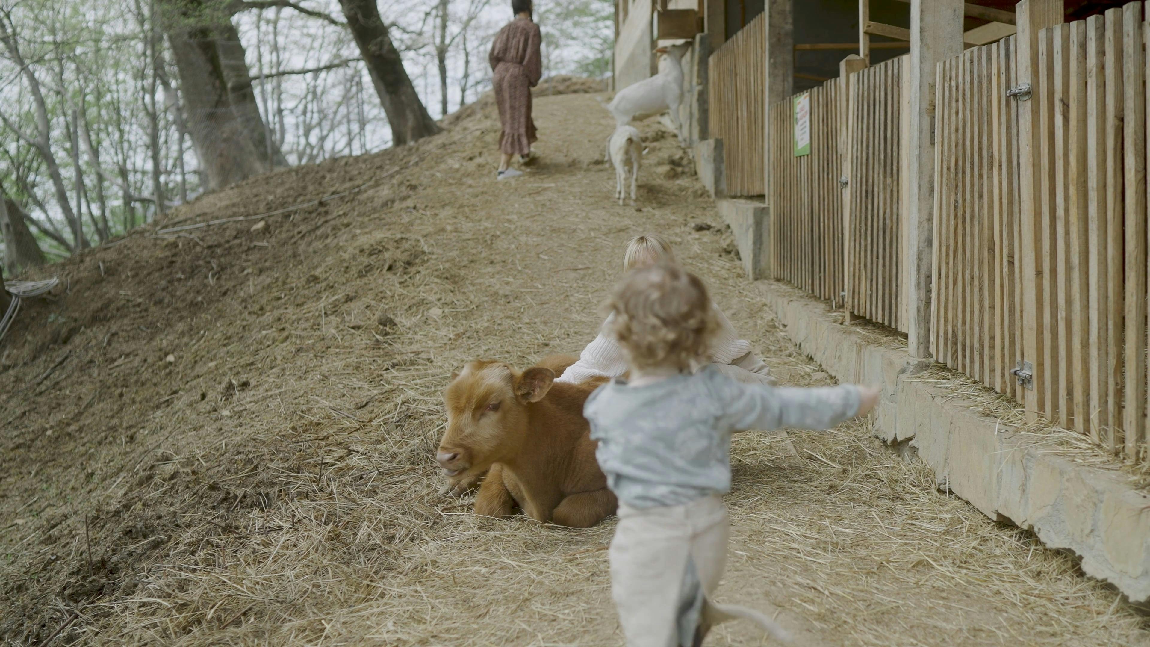 Cow Portraits Videos, Download The BEST Free 4k Stock Video Footage ...