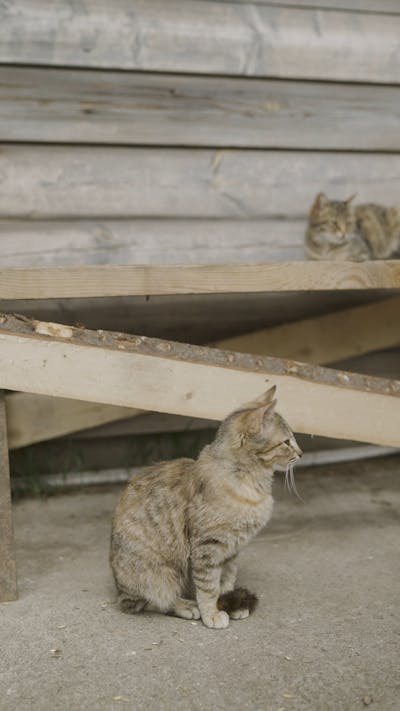 1,348+ Best Free Cat 4K Stock Video Footage & Royalty-Free HD Video Clips