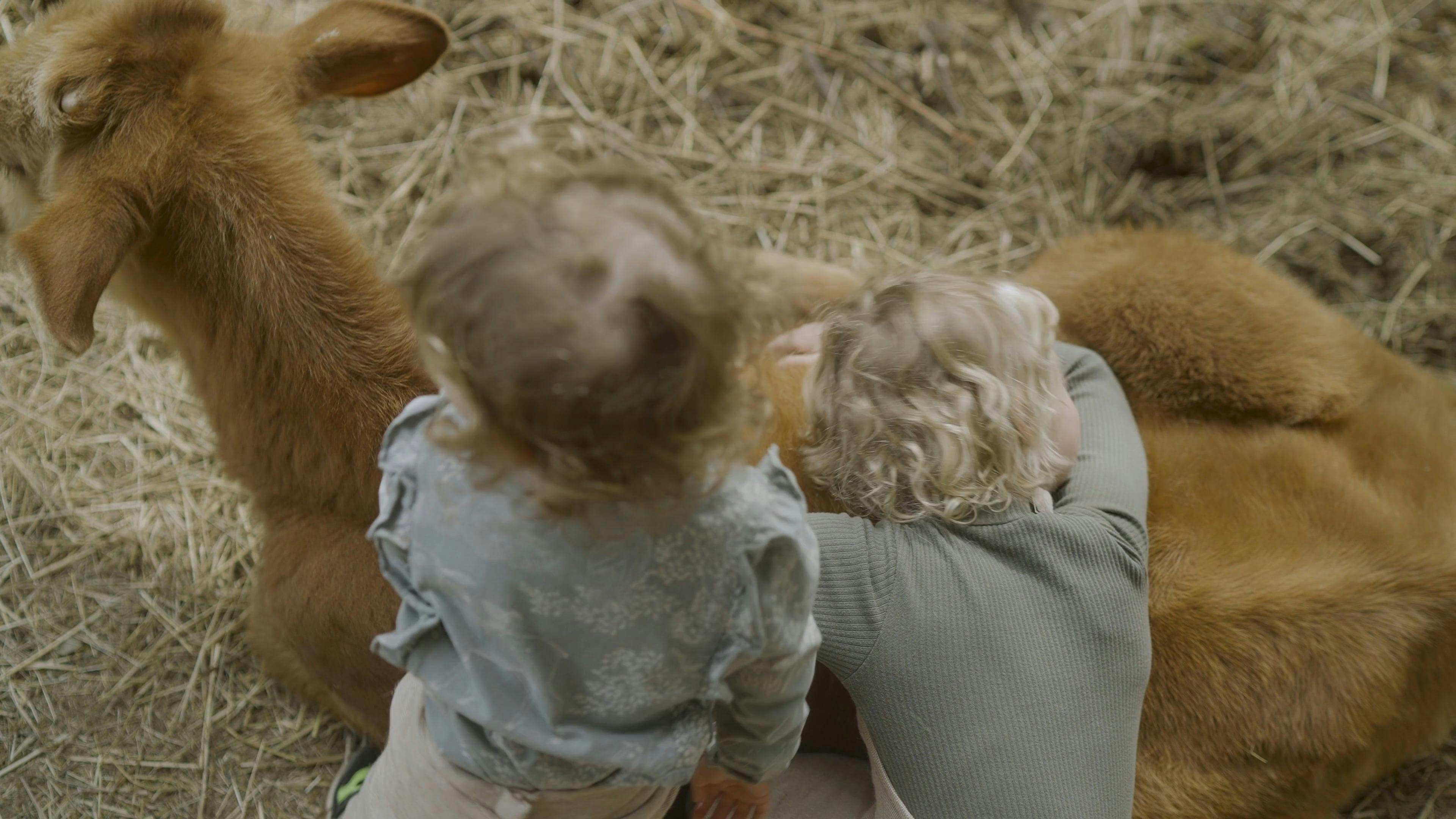 Calf Playing Videos, Download The BEST Free 4k Stock Video Footage ...