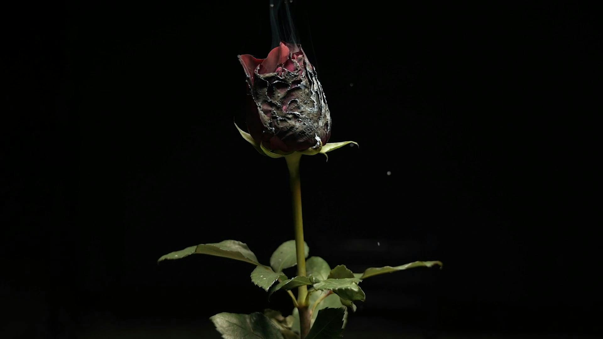 A Burnt Rose Free Stock Video Footage, Royalty-Free 4K & HD Video Clip