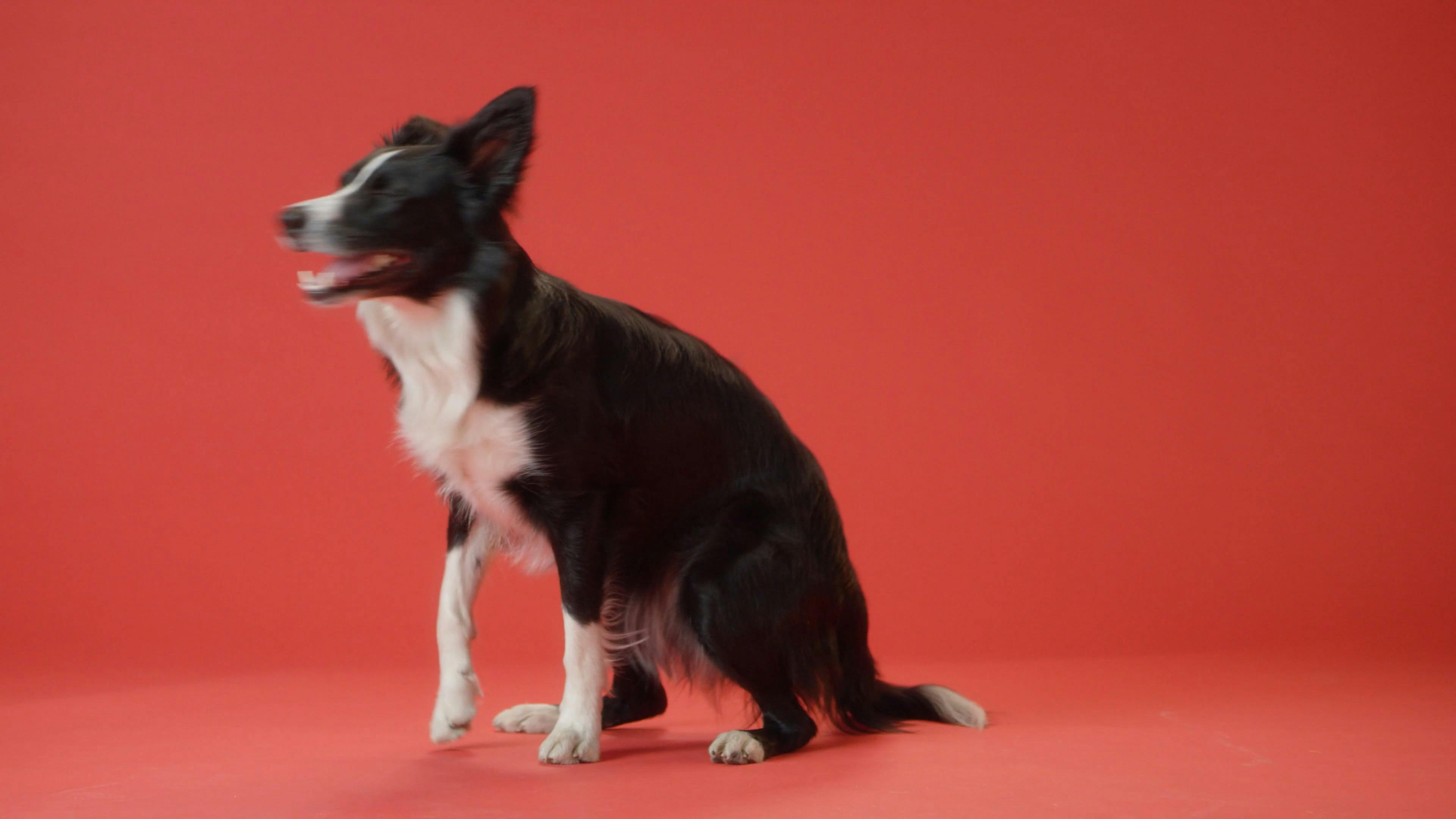 Rotate Dog Videos, Download The BEST Free 4k Stock Video Footage ...