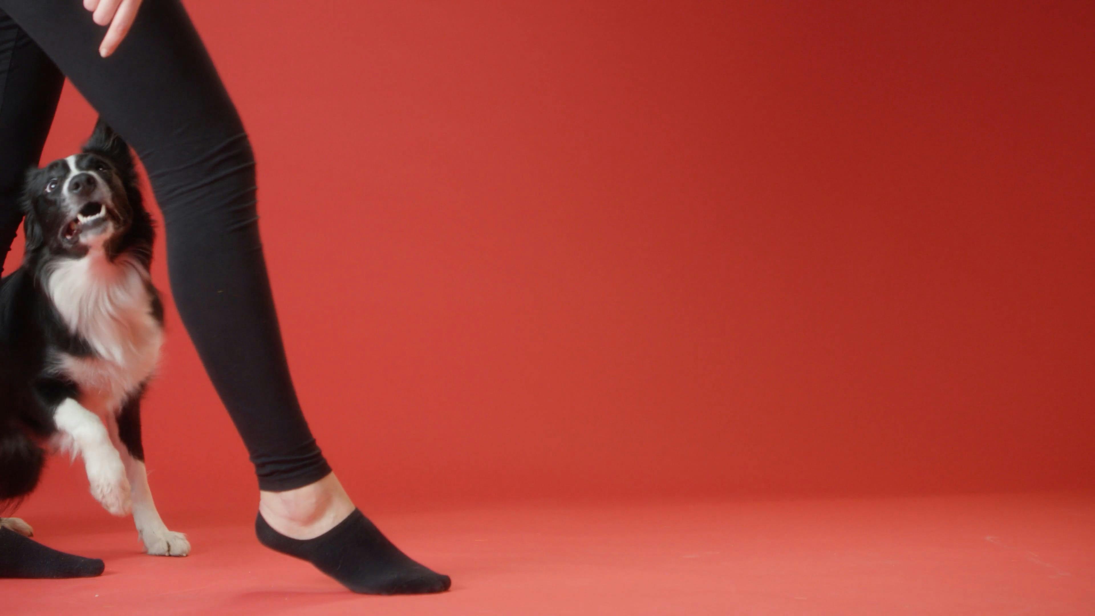 A Border Collie Weaving through a Person's Legs Free Stock Video ...