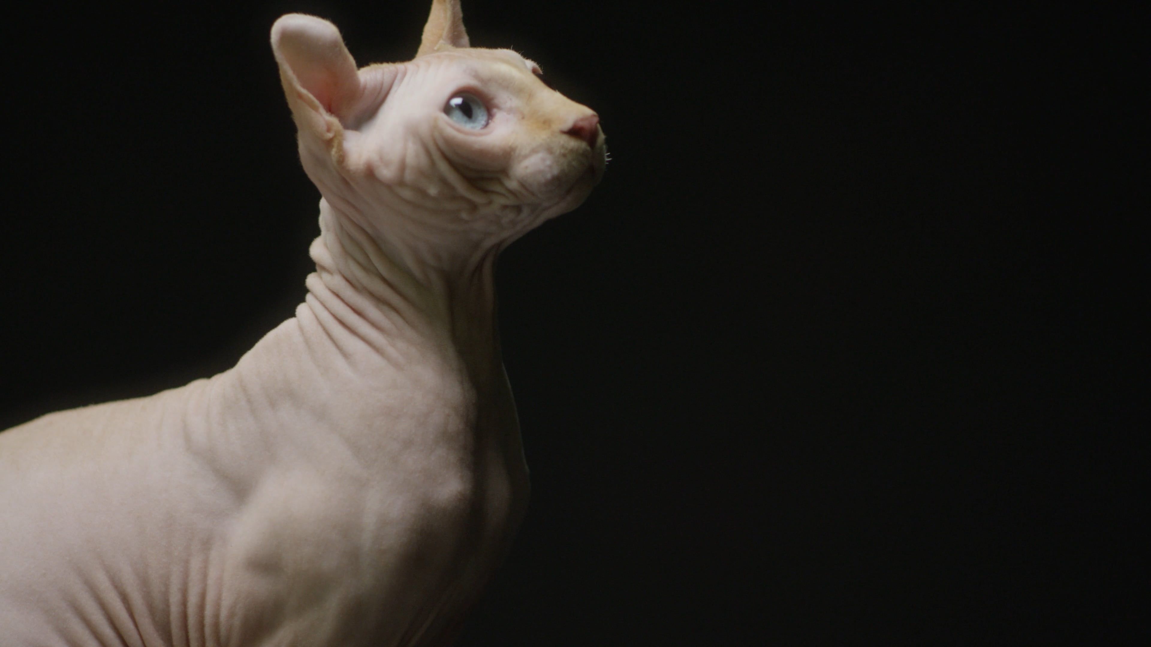Cat Skin Videos, Download The BEST Free 4k Stock Video Footage & Cat ...