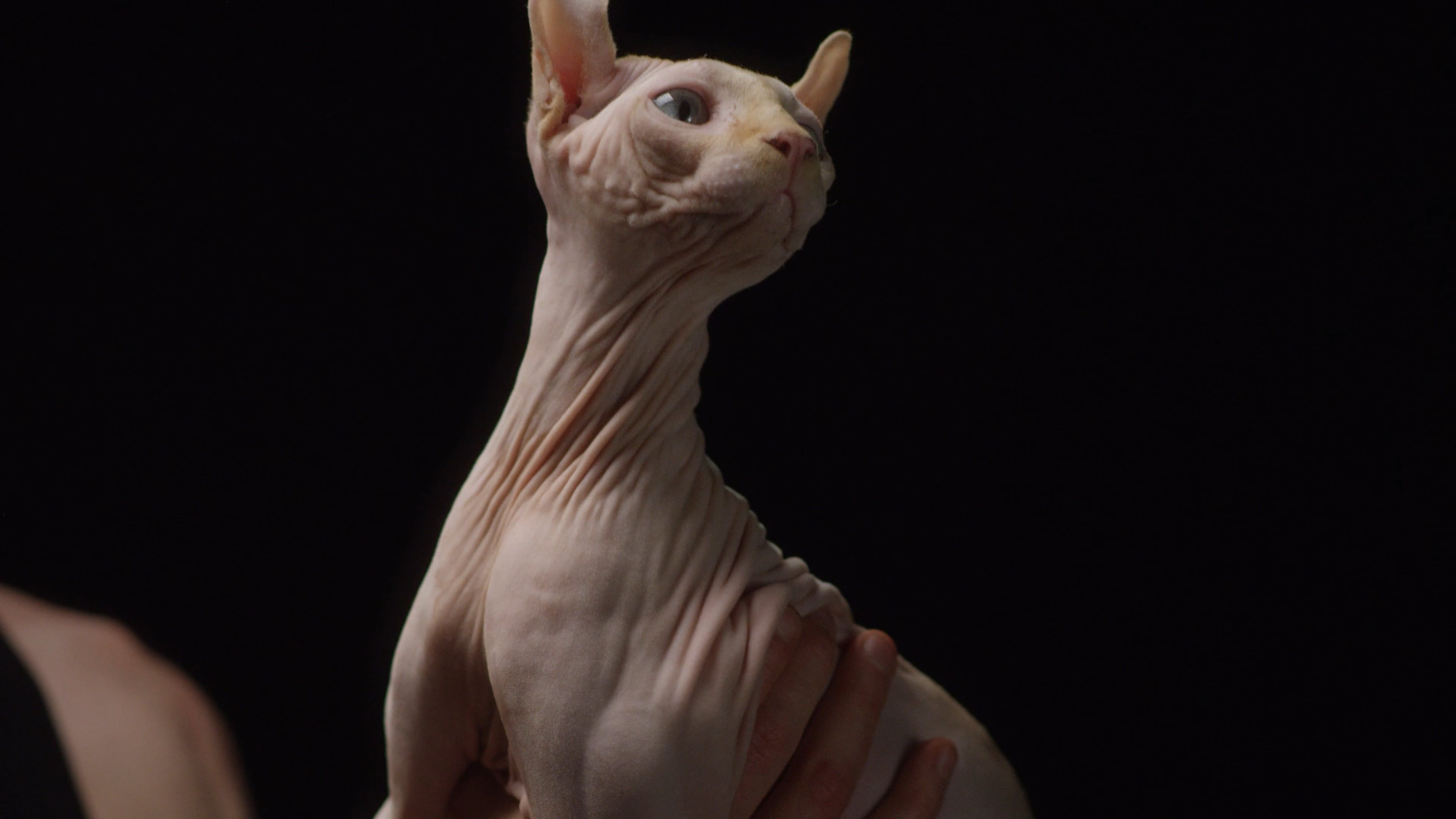 Person Holding a Sphynx Cat · Free Stock Video