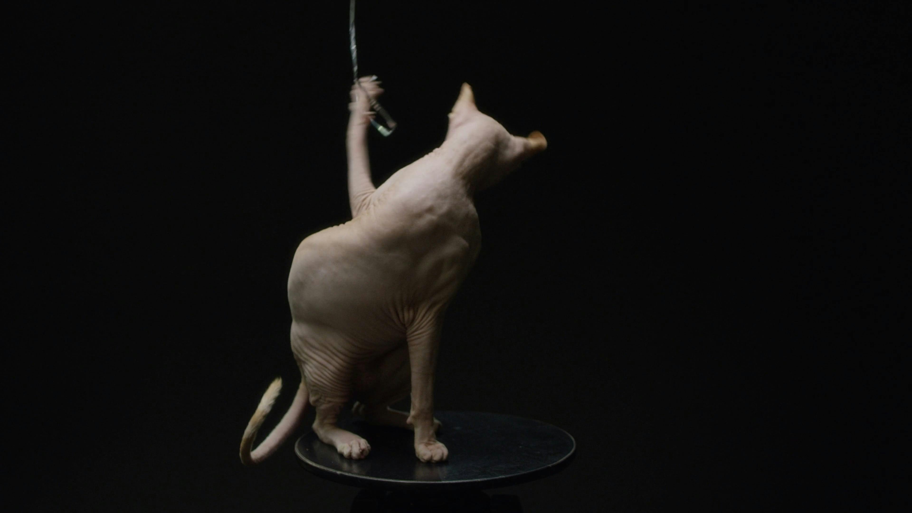 Intelligent Cat Videos, Download The BEST Free 4k Stock Video Footage ...