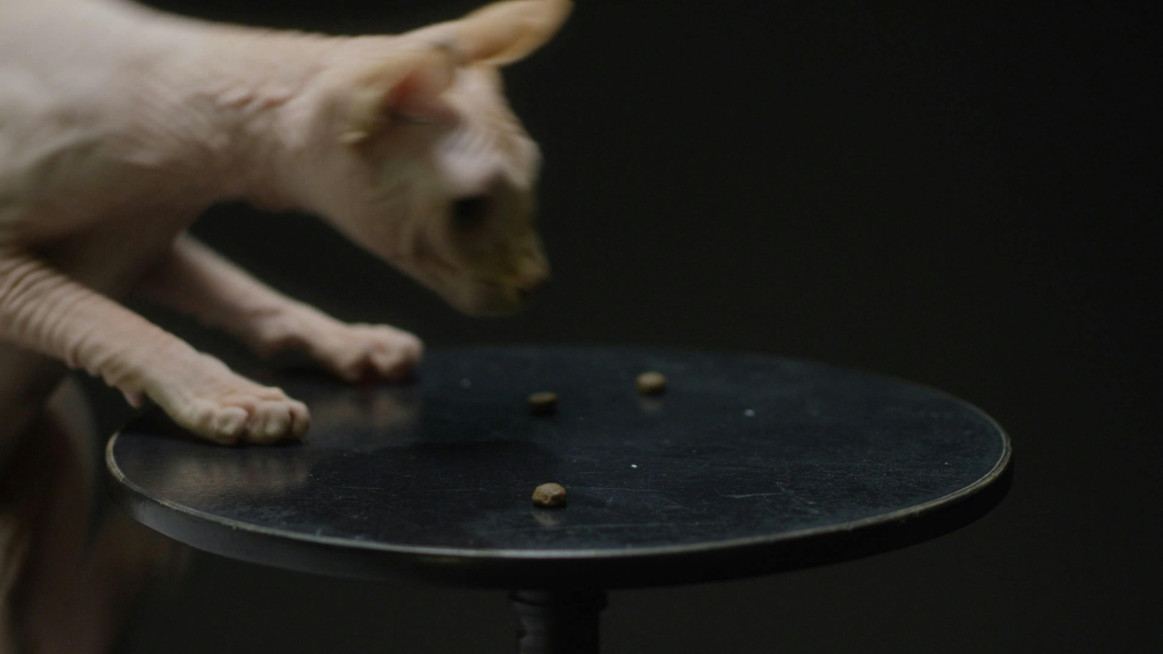 Cat Movement Videos, Download The BEST Free 4k Stock Video Footage ...