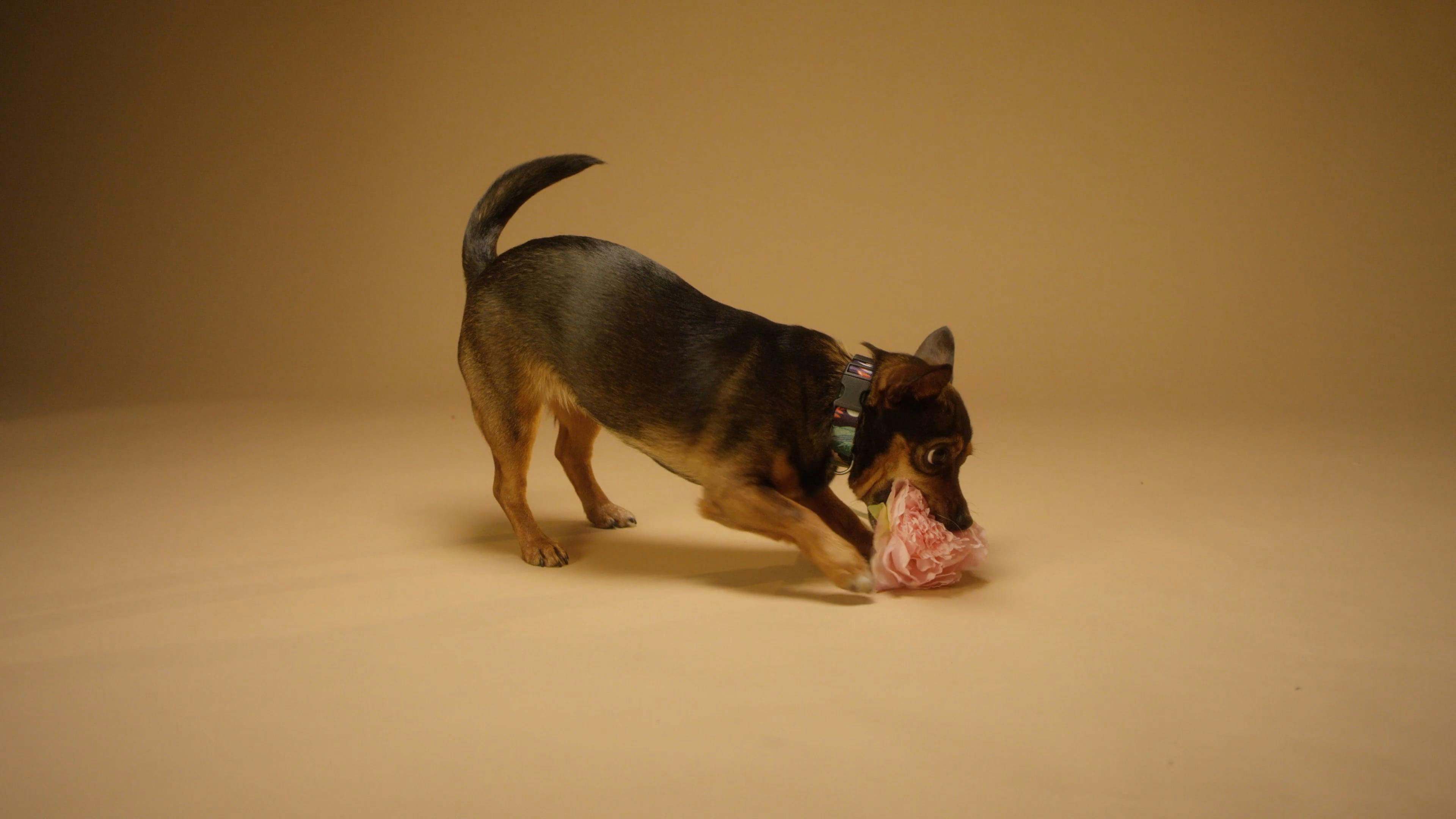 Comedy Dog Videos, Download The BEST Free 4k Stock Video Footage ...