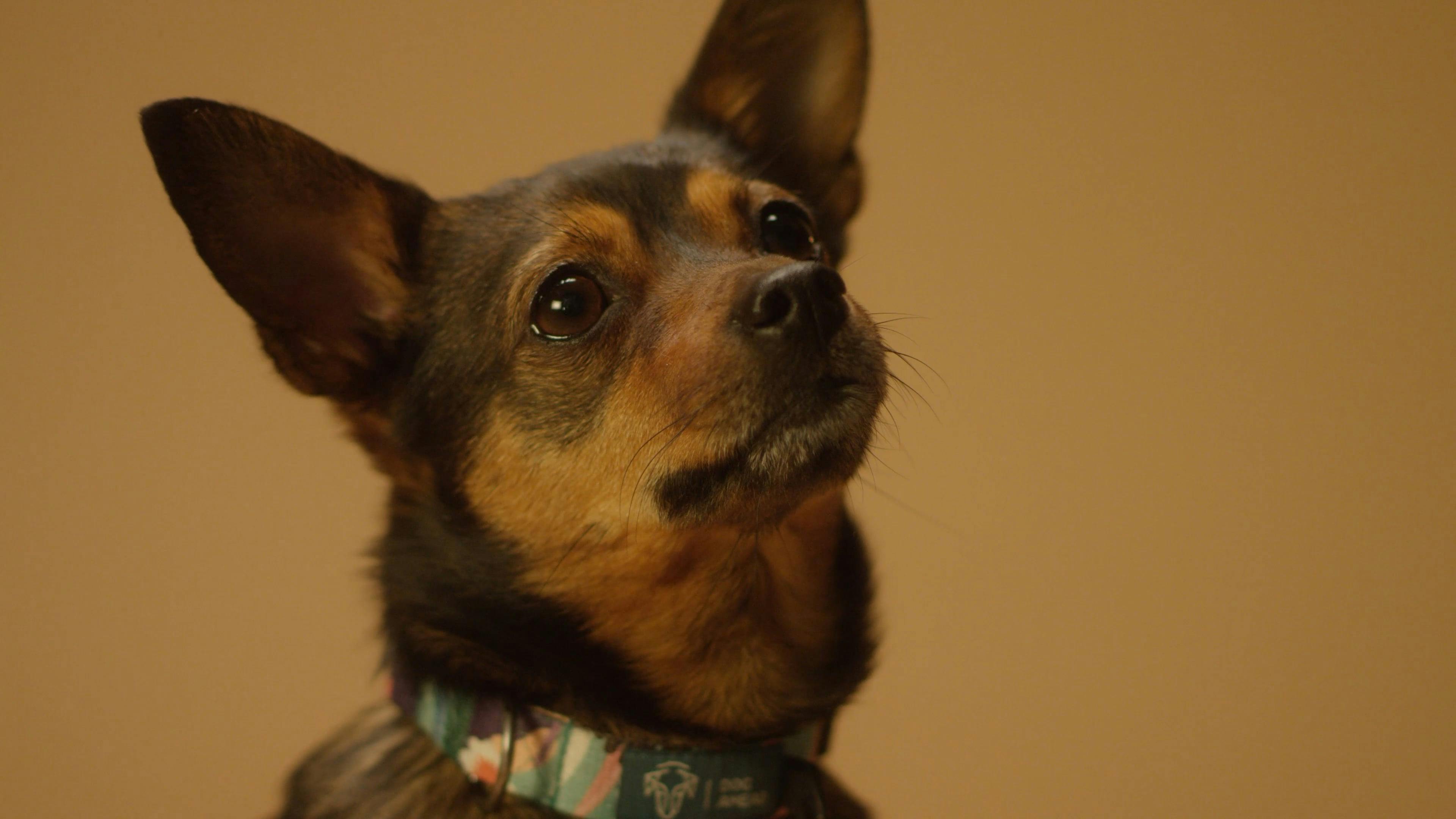 Close-Up View of a Cute Dog · Free Stock Video