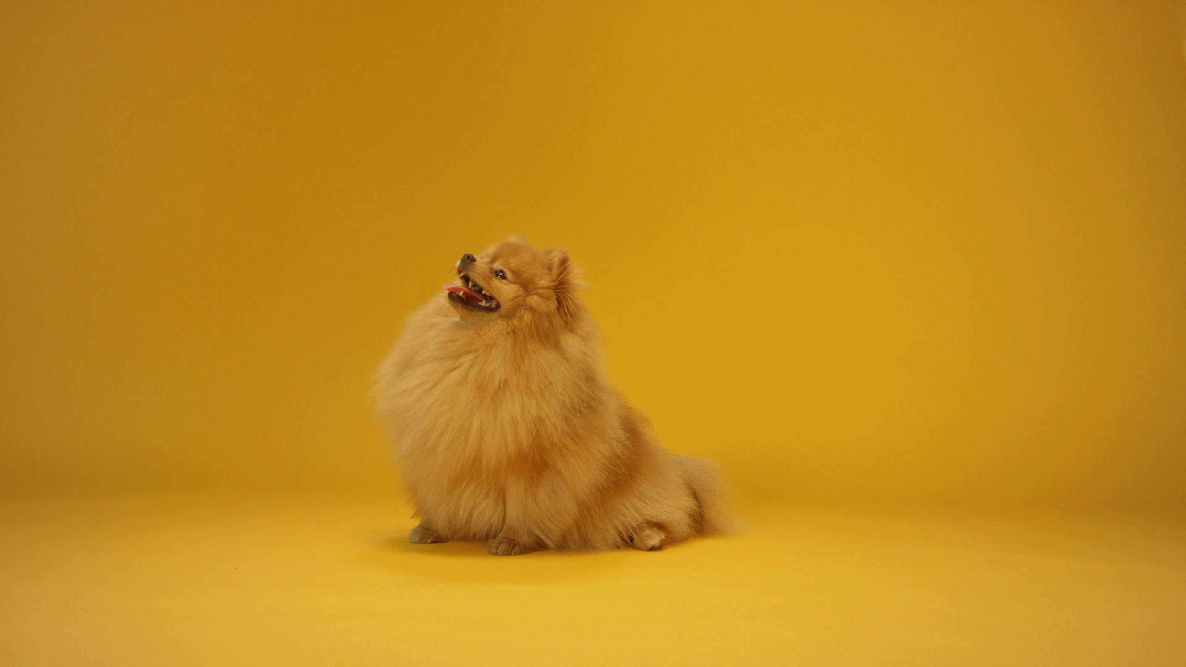 Harry Up Videos, Download The BEST Free 4k Stock Video Footage & Harry ...