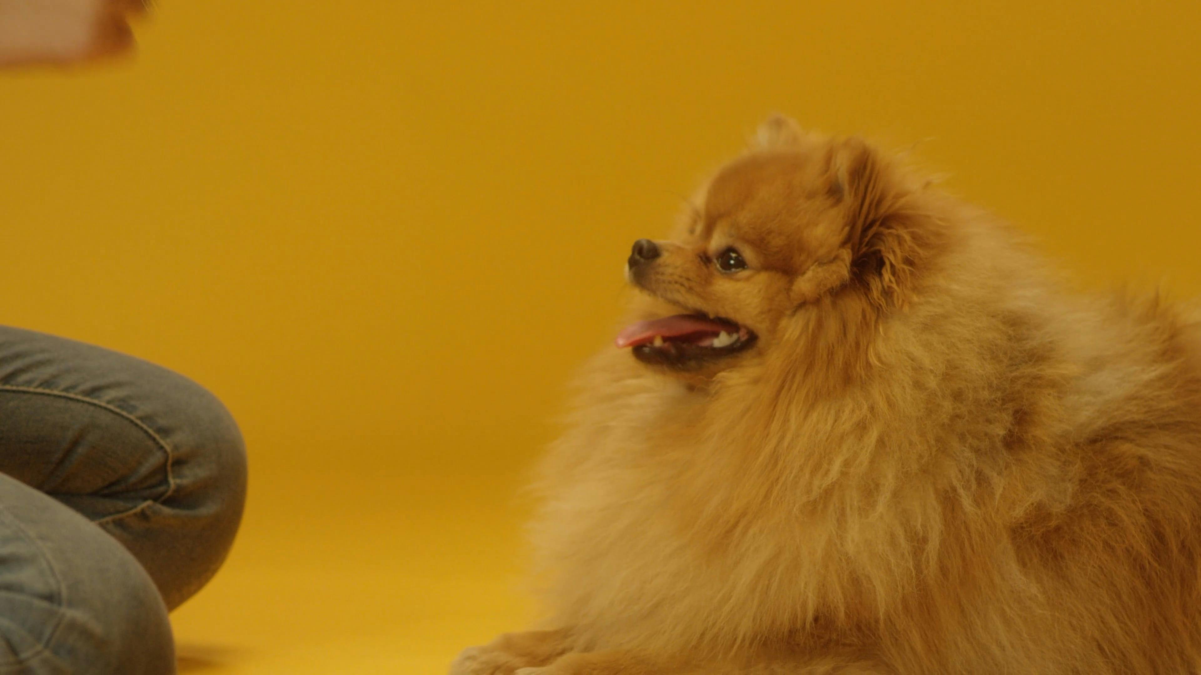 A Pomeranian Doing a Trick Free Stock Video Footage, Royalty-Free 4K ...