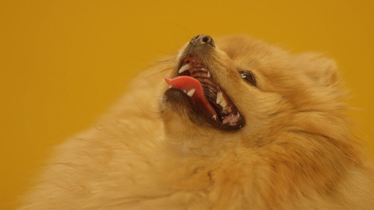 Dog Singing Videos, Download The BEST Free 4k Stock Video Footage & Dog ...