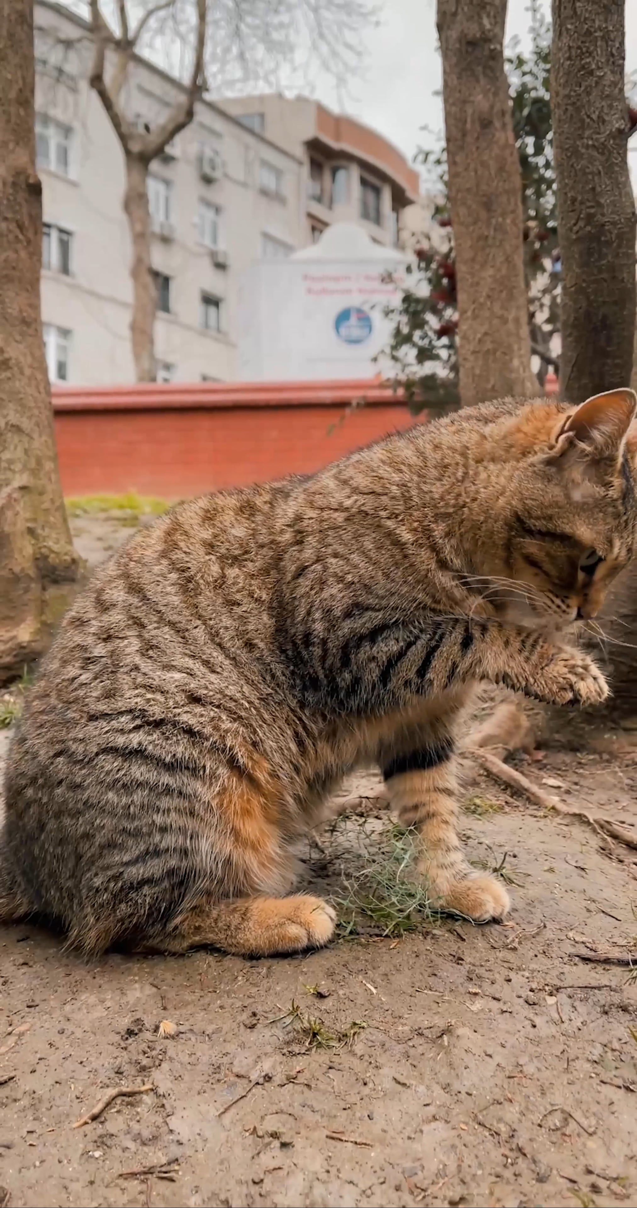 Cat Licking Its Toes Free Stock Video Footage, Royalty-Free 4K & HD ...