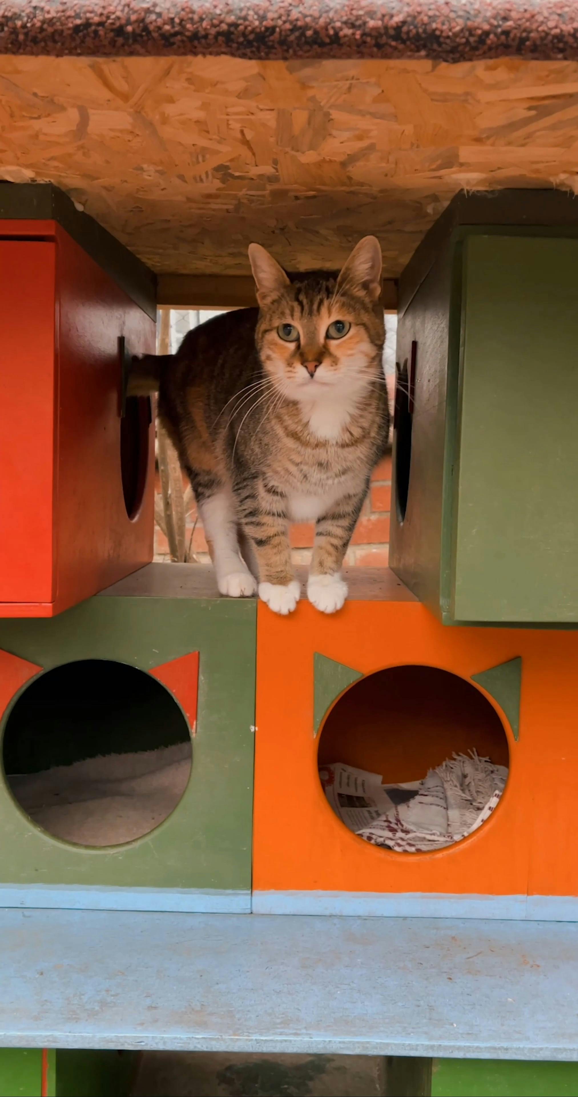 A Cat Between Boxes · Free Stock Video