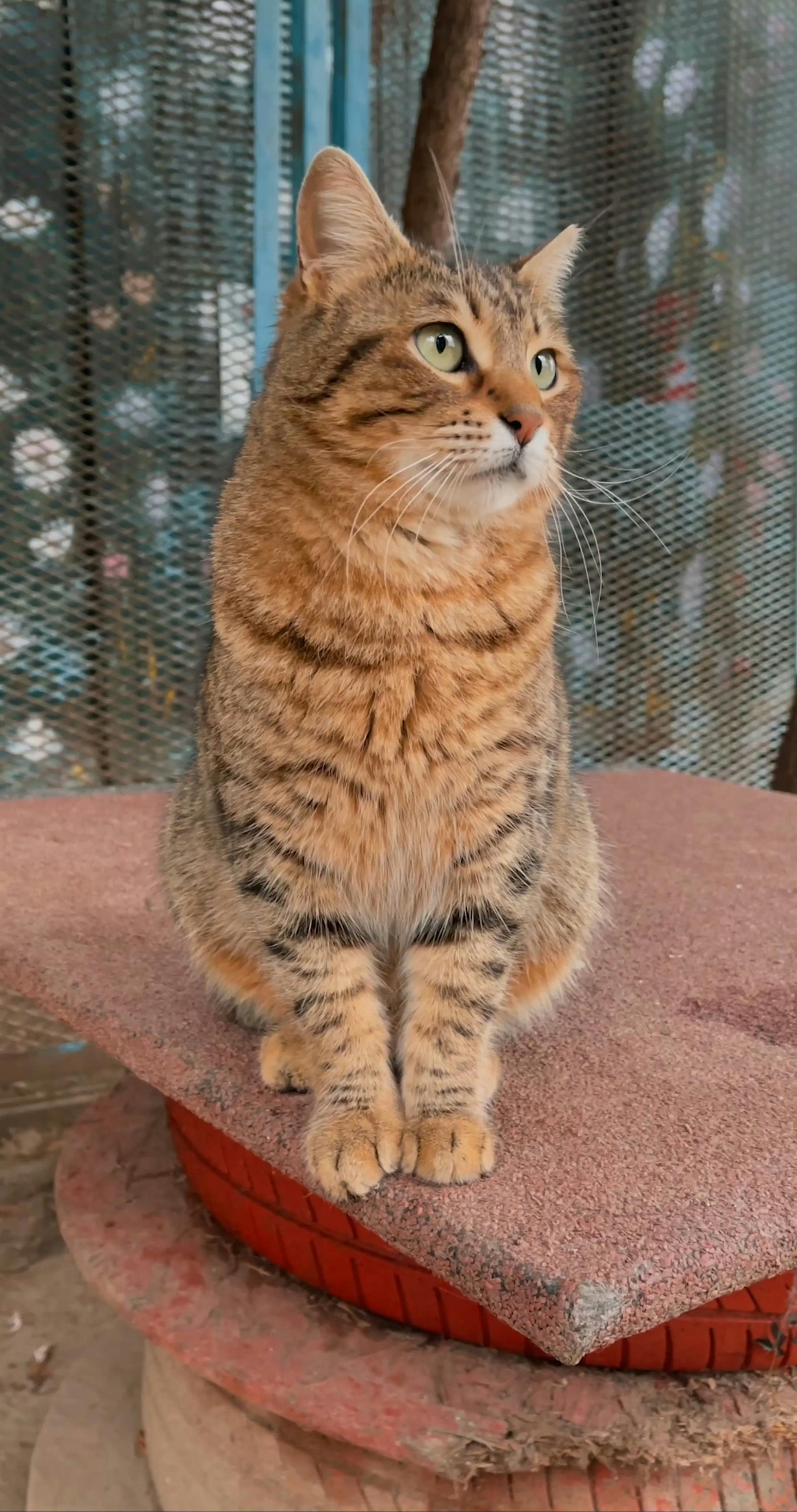 Person Touching a Cat · Free Stock Video