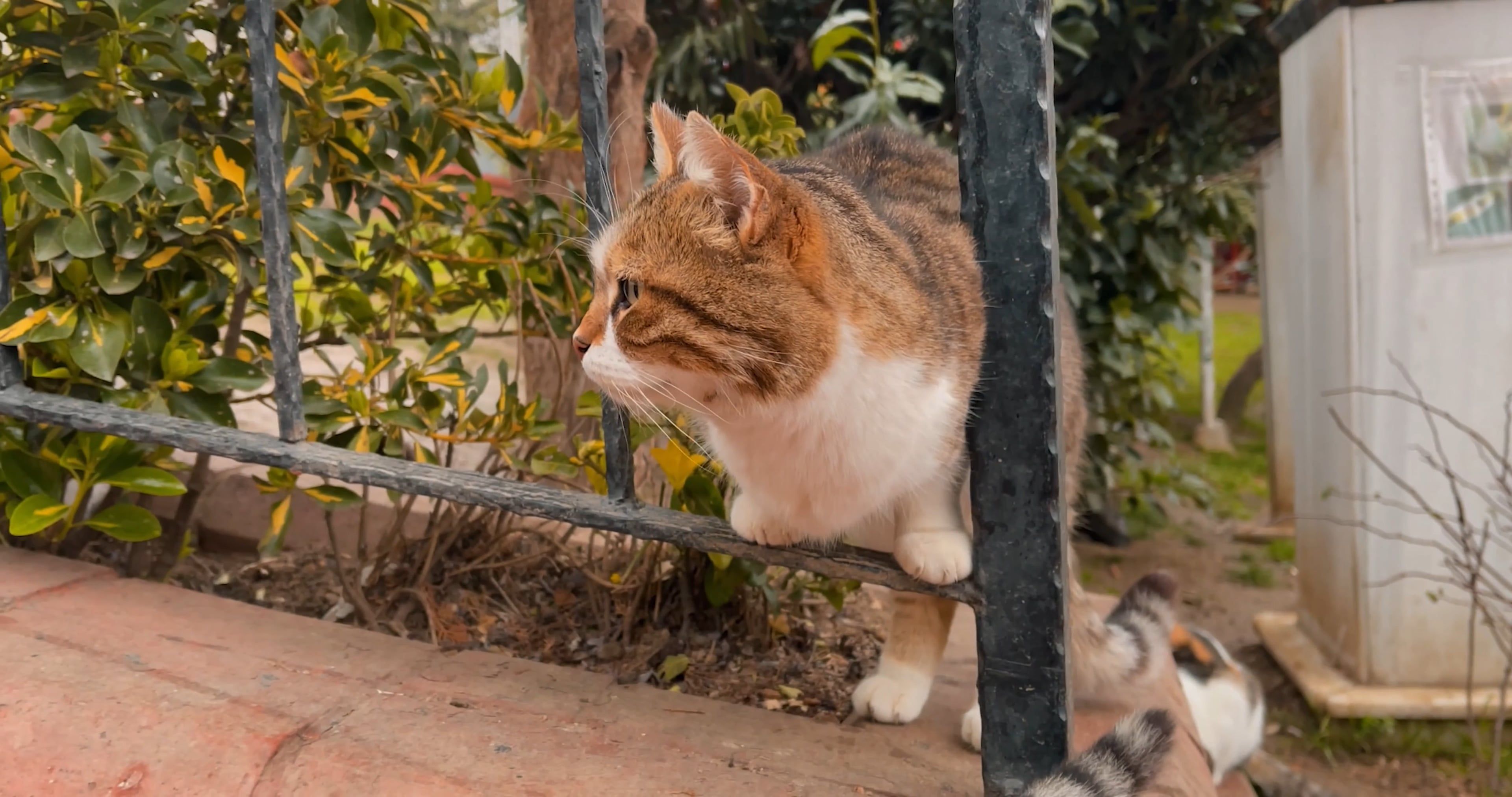 The Full Facial Features Of A Pet Cat · Free Stock Video