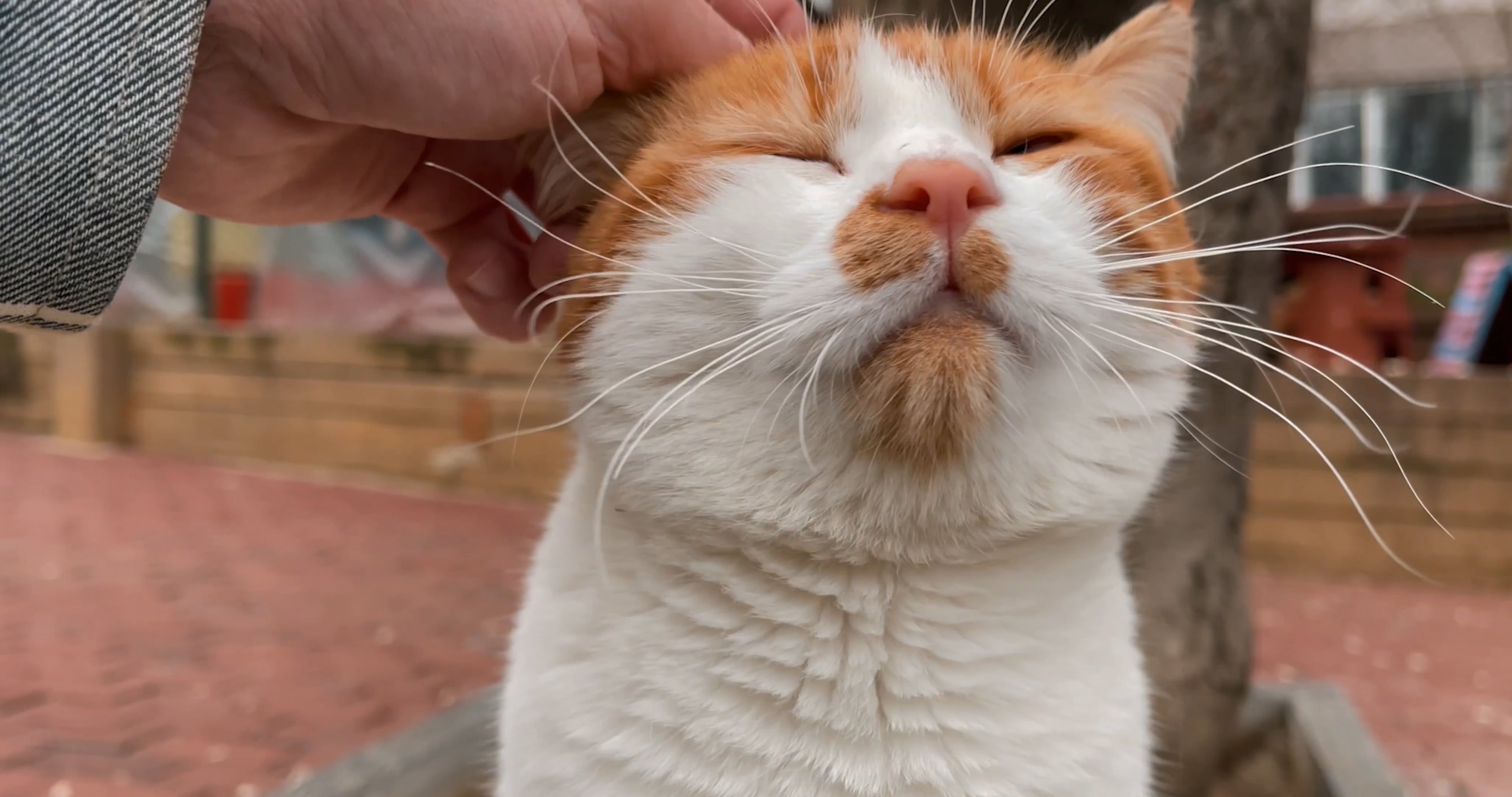 Happy Cat Videos, Download The BEST Free 4k Stock Video Footage & Happy ...