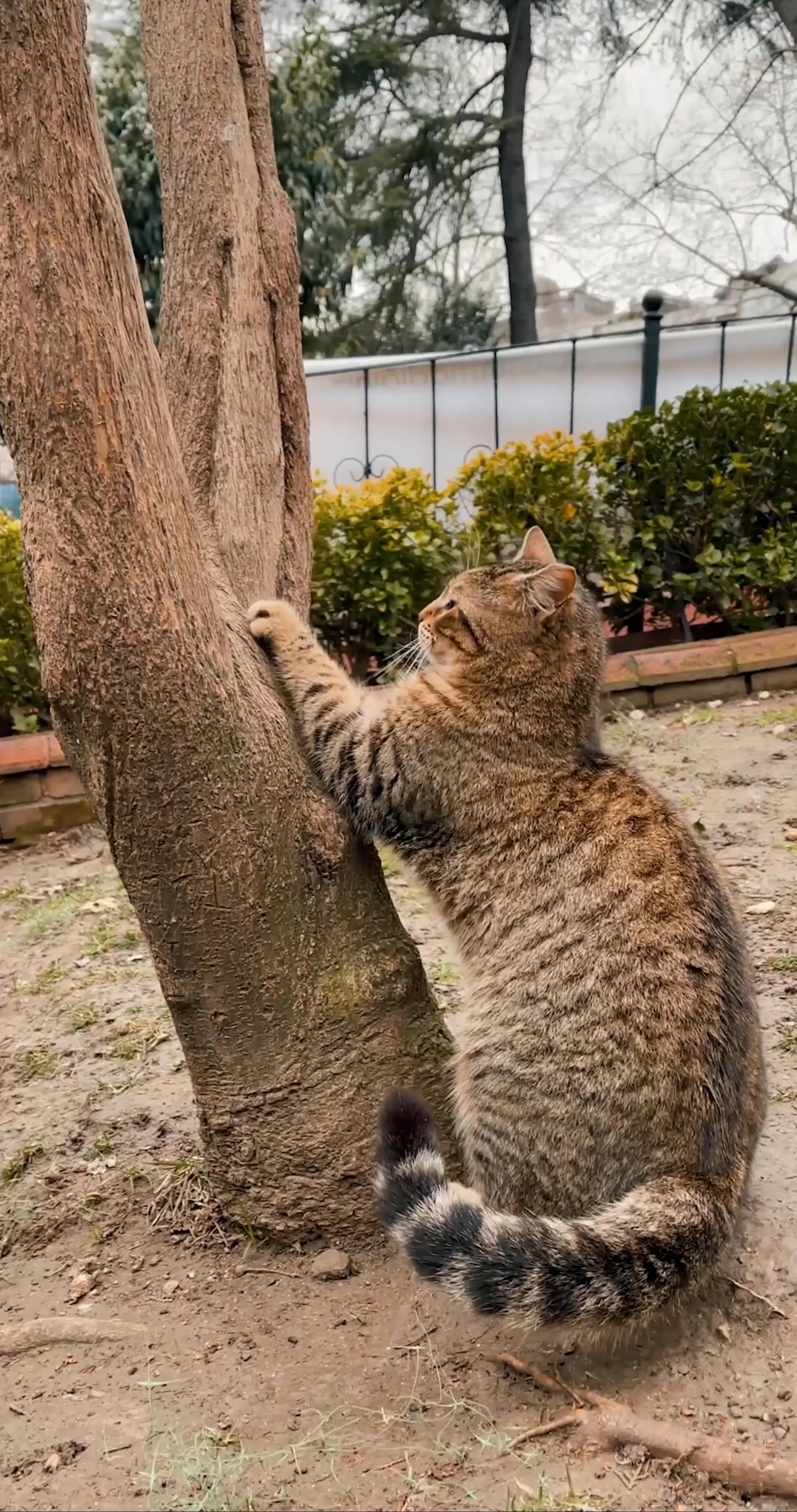 Los mejores 2000+ vídeos de Rasguño De Gato · Banco de Imágenes Gratis ...