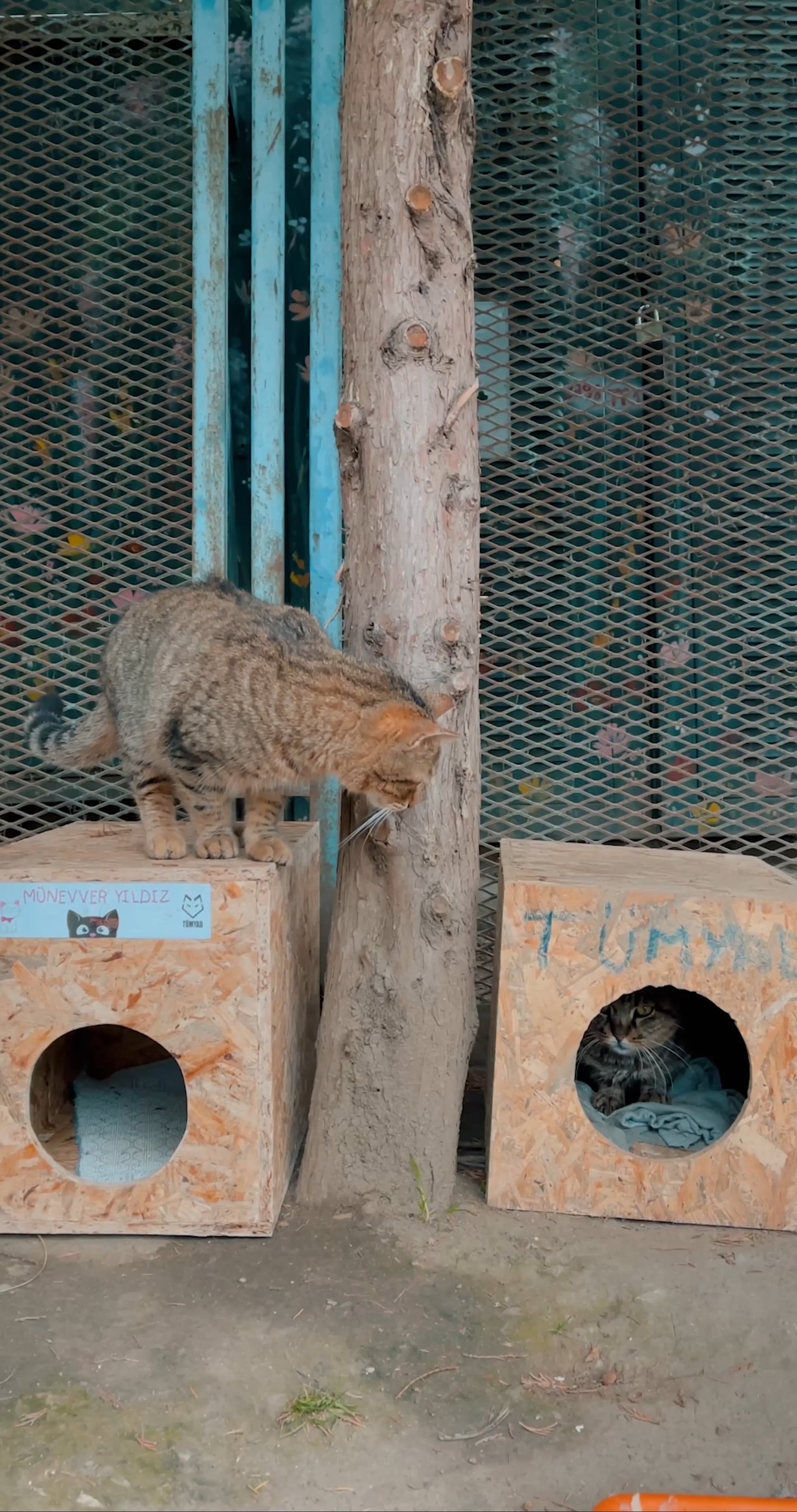 Cat Jumping From a Box Free Stock Video Footage, Royalty-Free 4K & HD ...