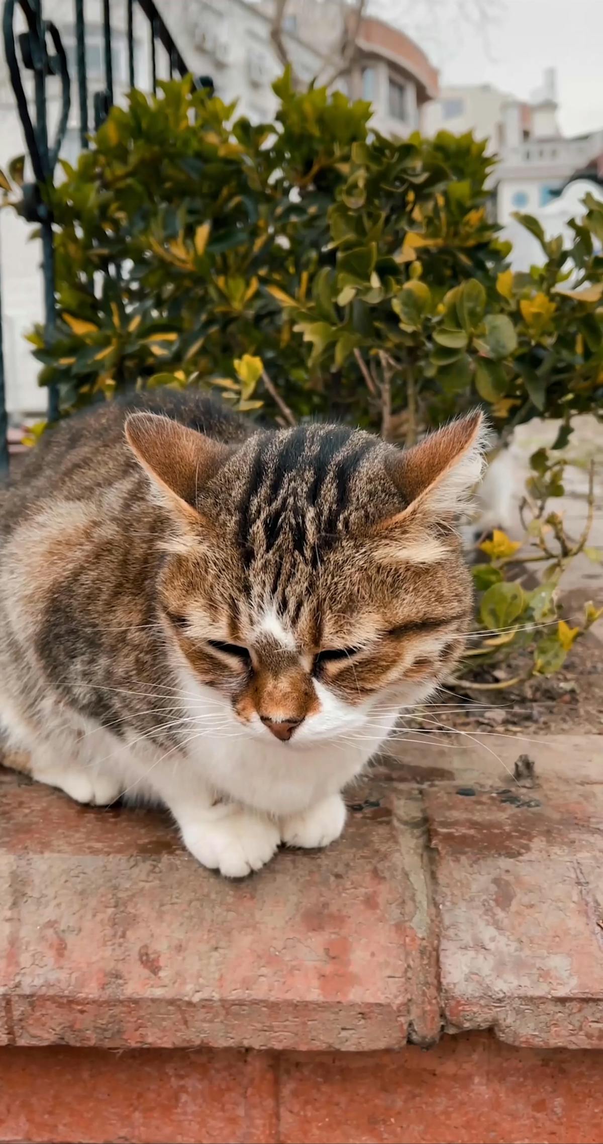 1,348+ Best Free Cat 4K Stock Video Footage & Royalty-Free HD Video Clips