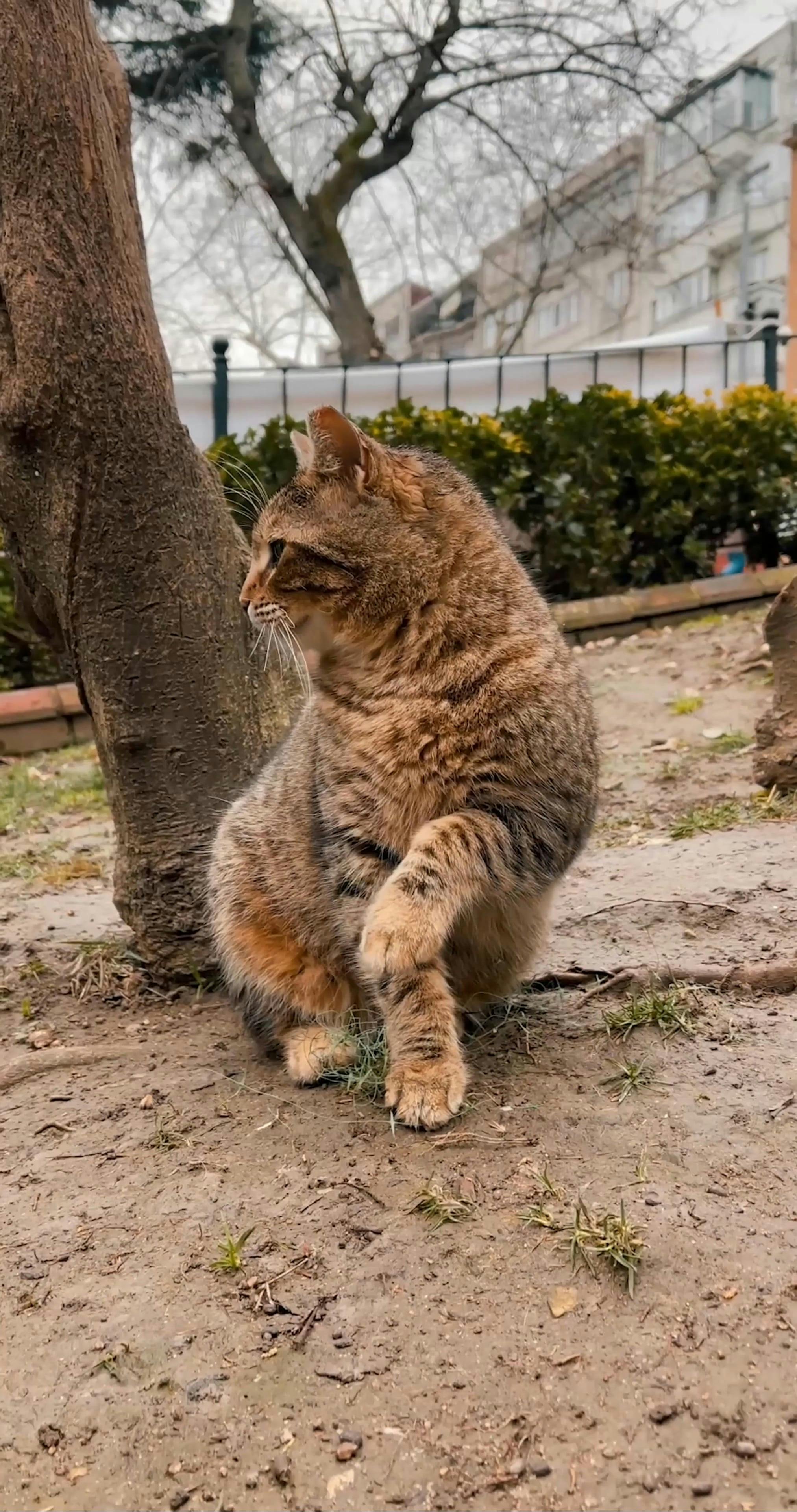 A Cat Behind a Tree Free Stock Video Footage, Royalty-Free 4K & HD ...