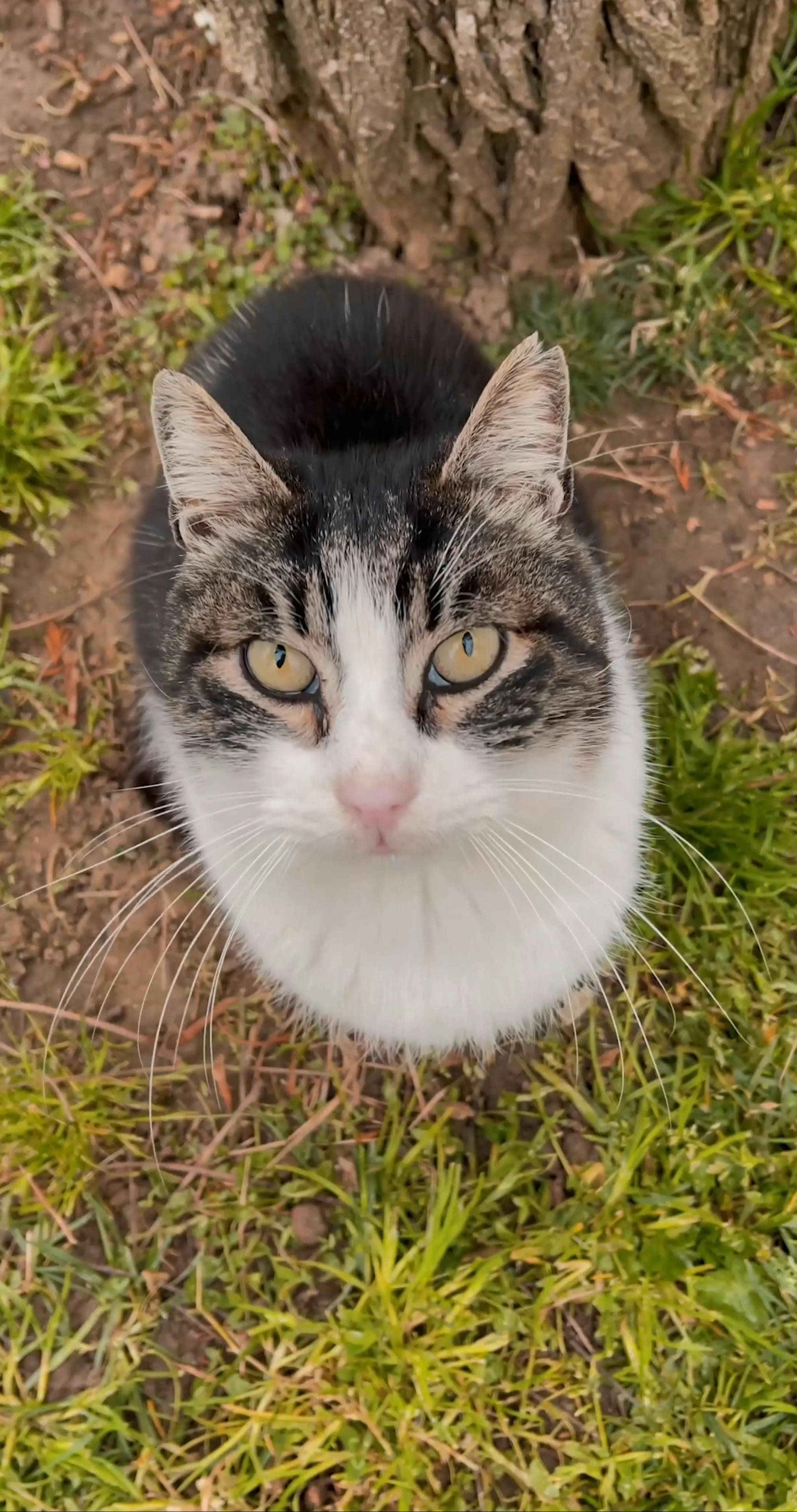 High Angle Shot of a Cat Free Stock Video Footage, Royalty-Free 4K & HD ...