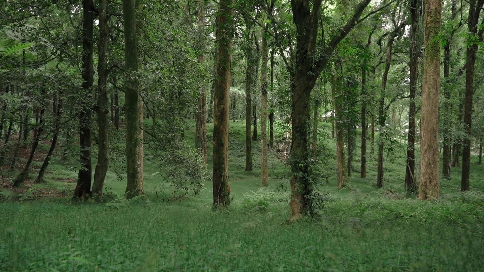 Woman Walking On a Place Full of Trees Free Stock Video Footage ...