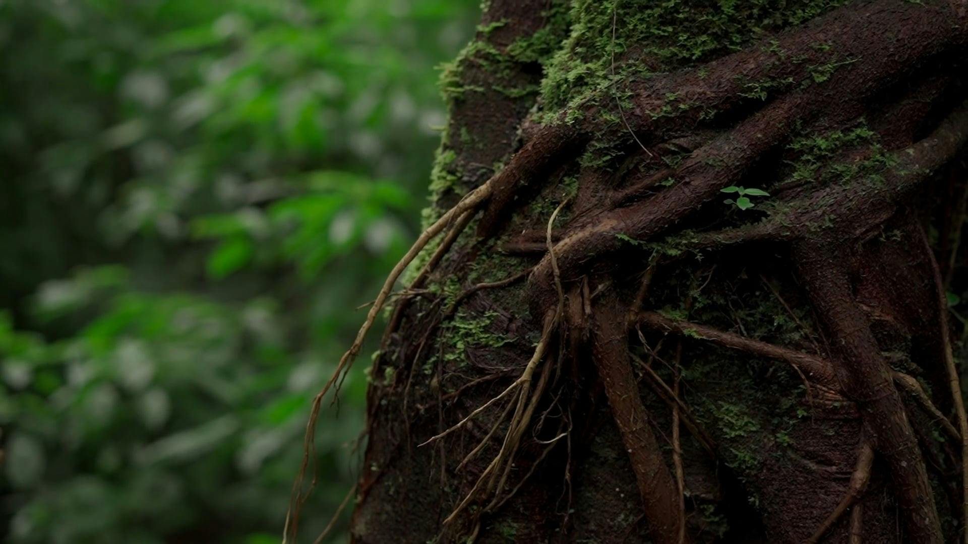 A Person Holding a Tree Trunk · Free Stock Video
