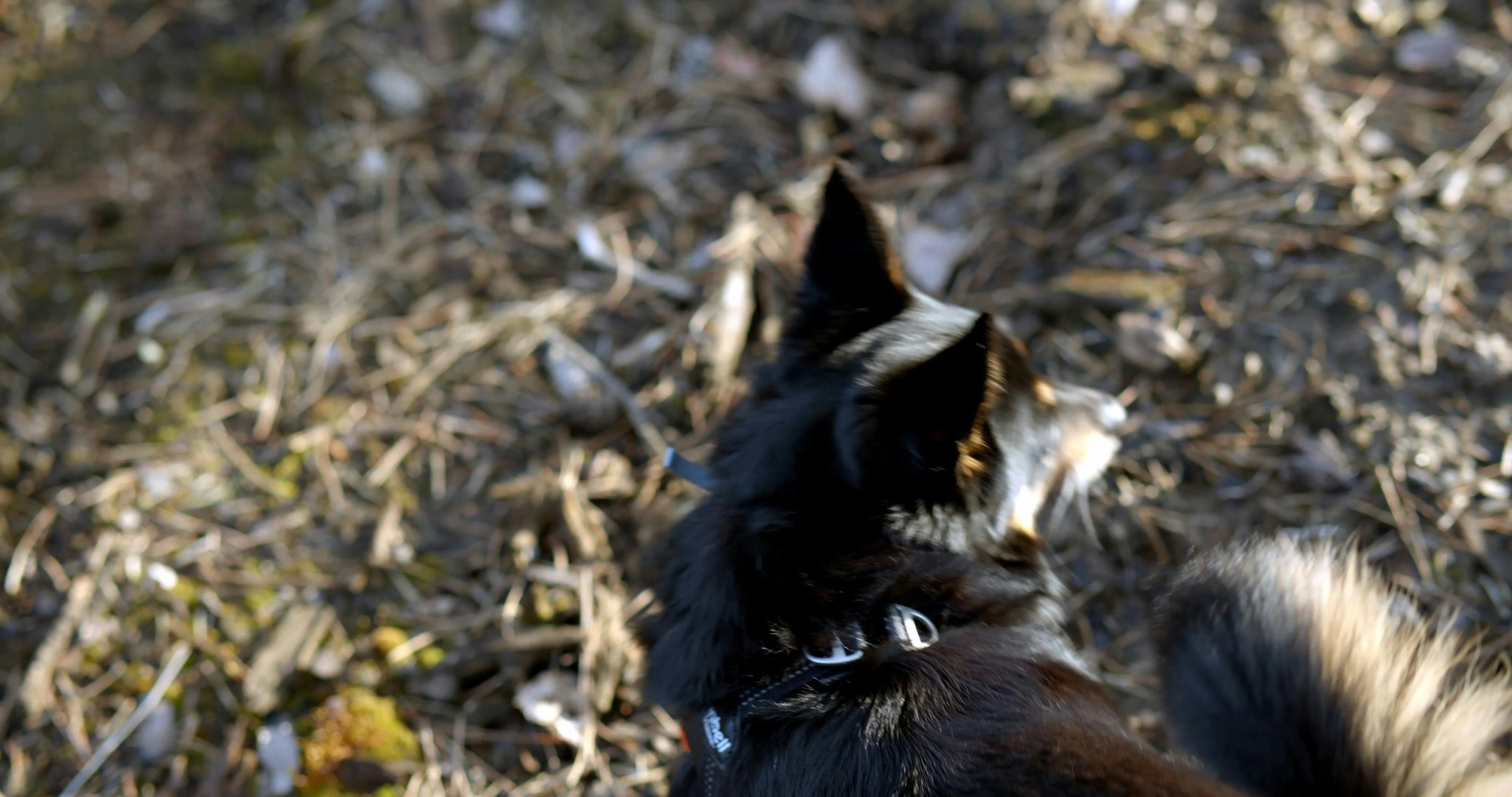 Back view of a Dog Walking Free Stock Video Footage, Royalty-Free 4K ...