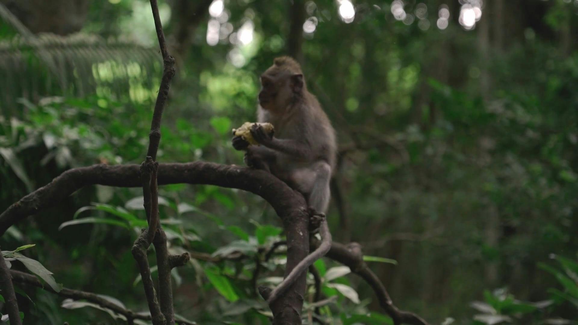 Videoclip de stoc gratuit cu @în aer liber, adorabil, animal, animal ...