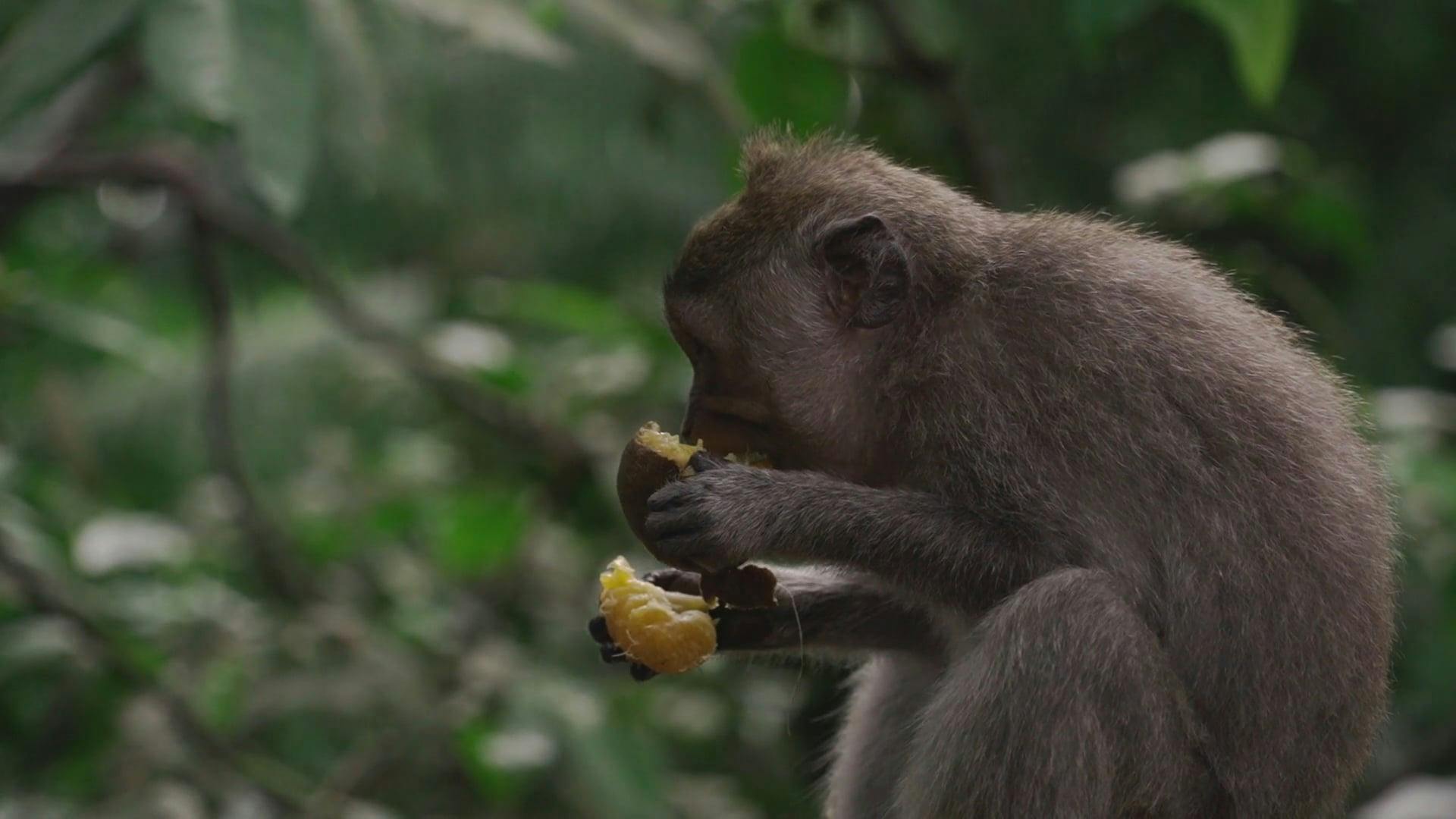A Monkey Eating A Fruit · Free Stock Video